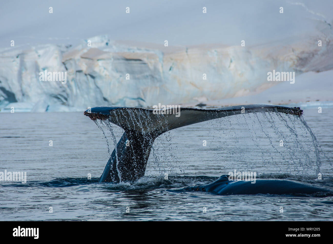 Whale fin hi-res stock photography and images - Alamy