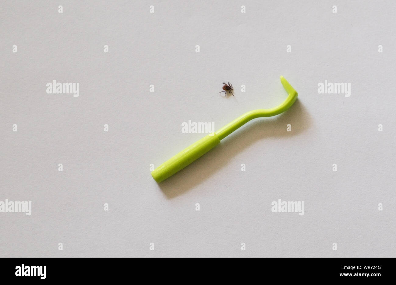 Tick white background insect hi-res stock photography and images - Alamy