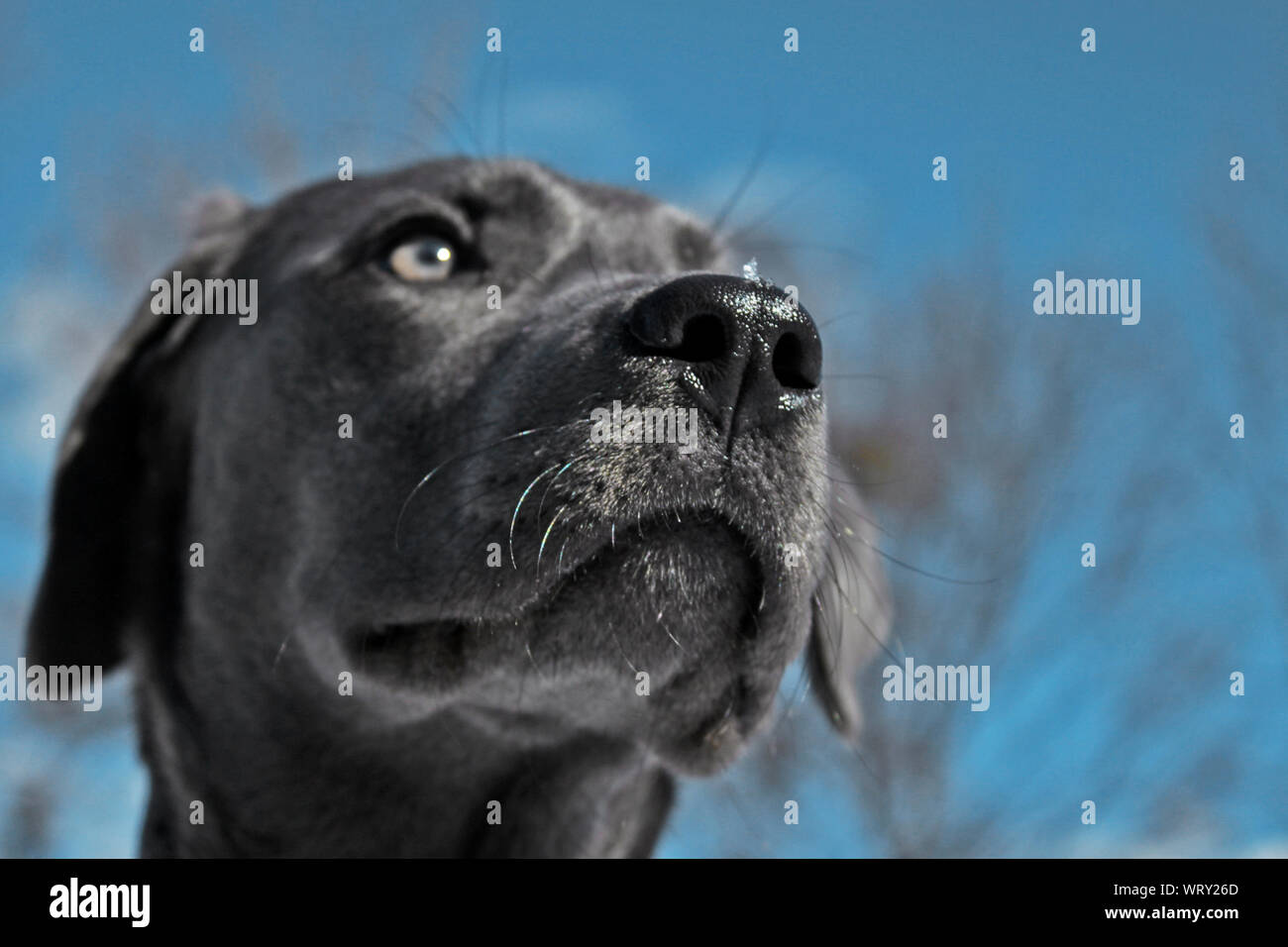 Black Labrador Looking Up High Resolution Stock Photography and Images ...