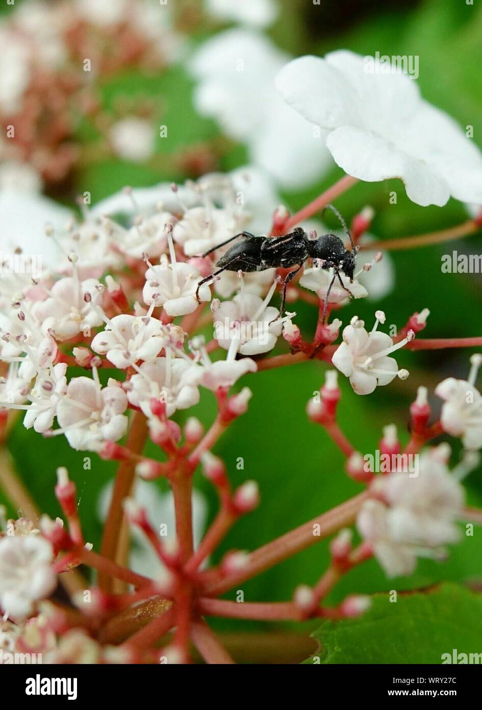 Ant behavior hi-res stock photography and images - Alamy