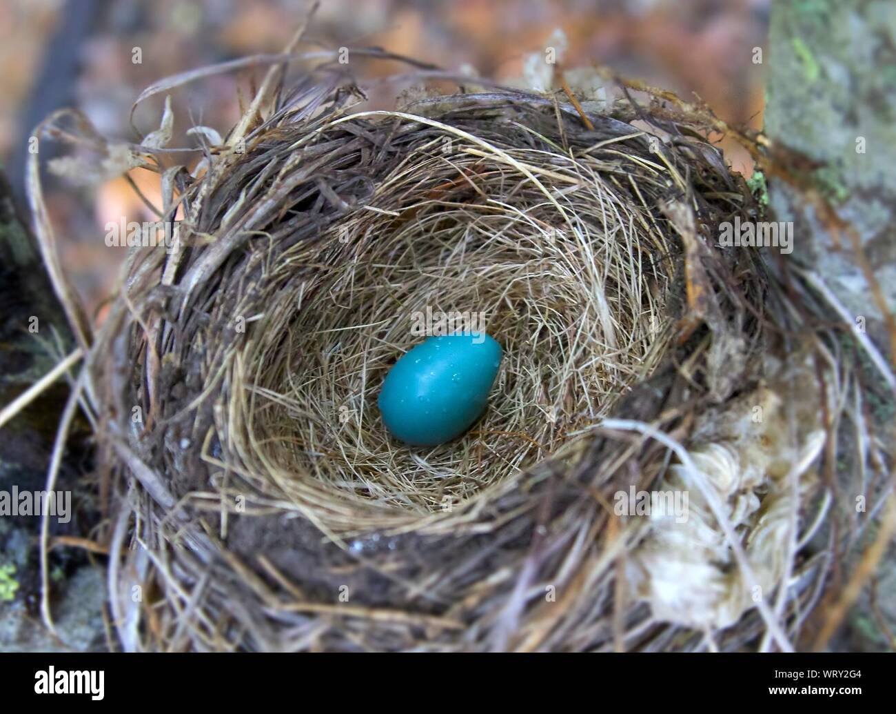 Nest Egg And Blue High Resolution Stock Photography and Images - Alamy