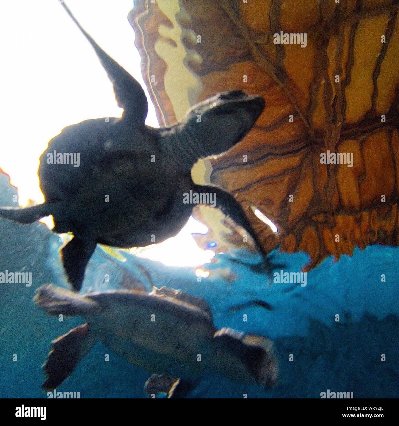 Two swimming turtles hi-res stock photography and images - Alamy