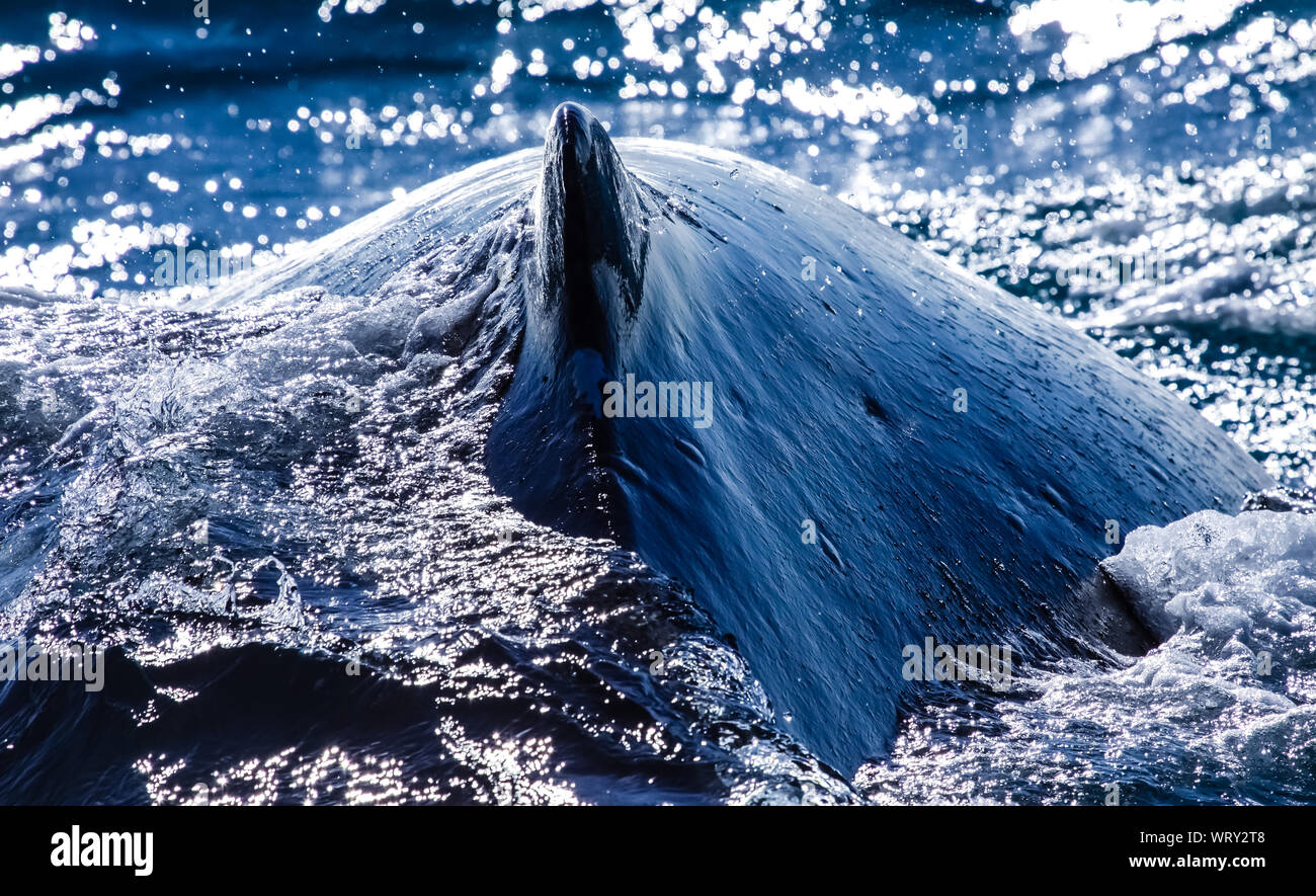 Back of an Humpback whale swimming in the foaming sea on a sunny day ...