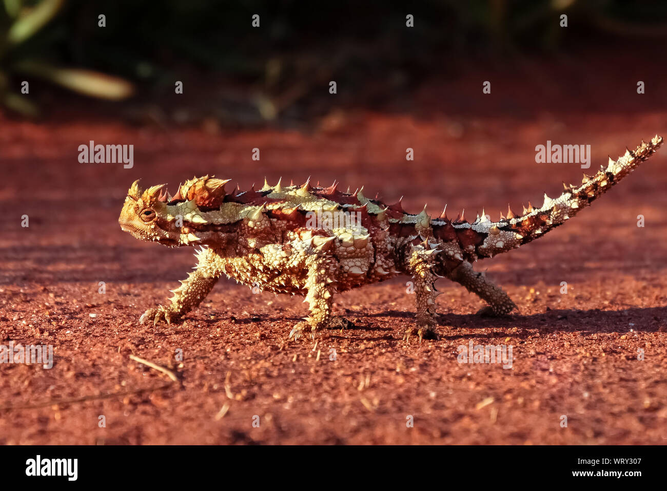 Thorny Devil Lizard Stock Photos & Thorny Devil Lizard Stock Images - Alamy