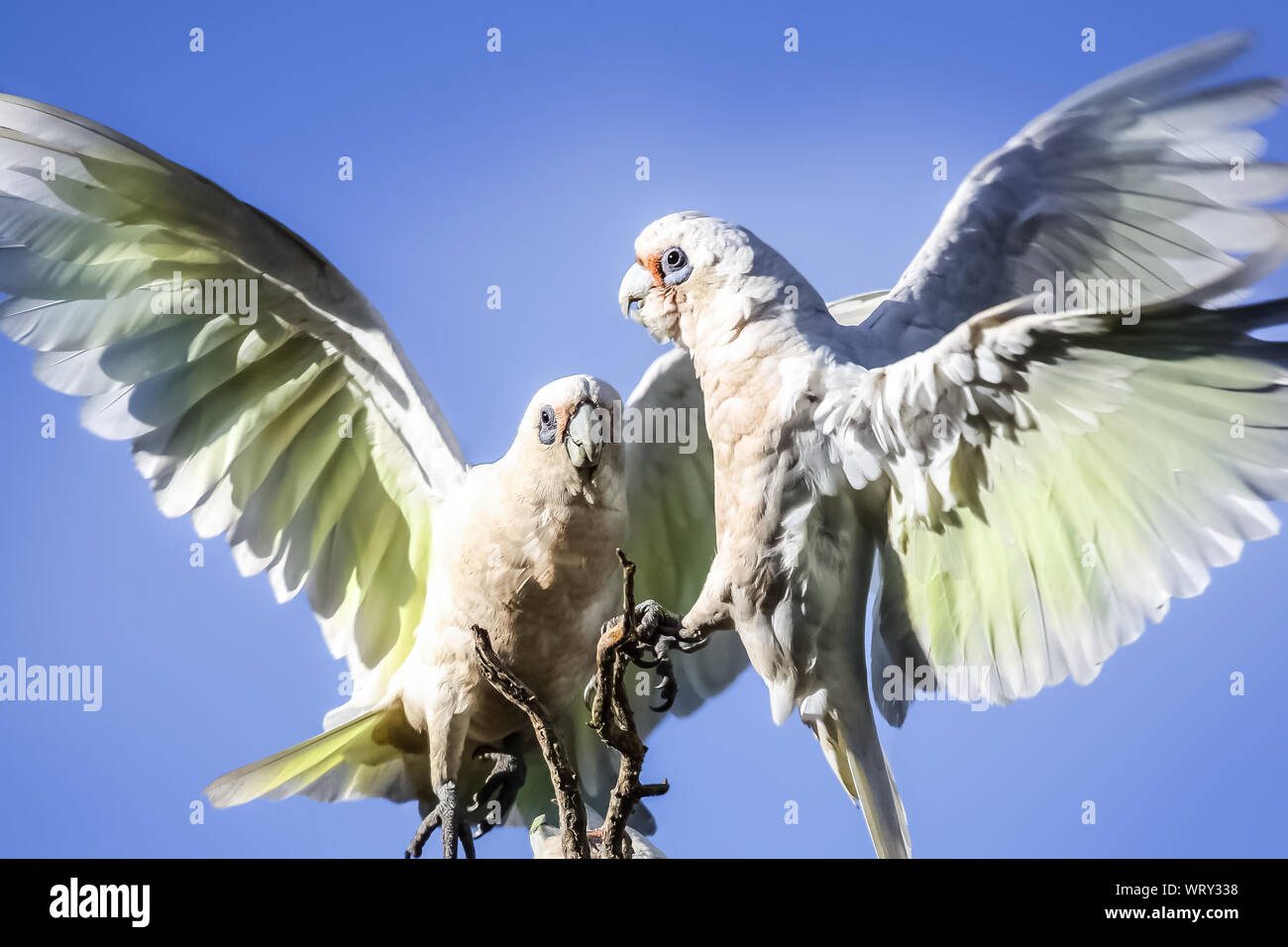 Two cockatoos hi-res stock photography and images - Alamy