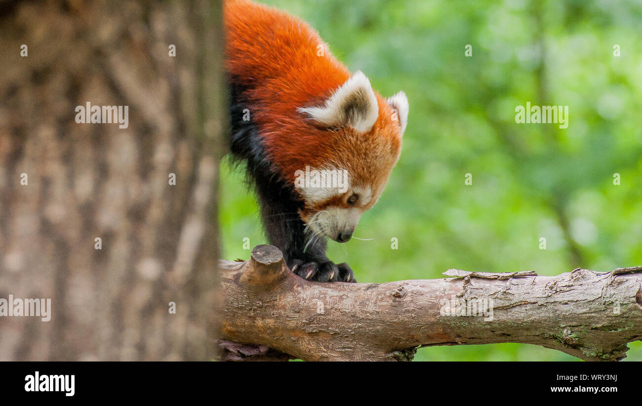 Red Panda Side View High Resolution Stock Photography and Images - Alamy
