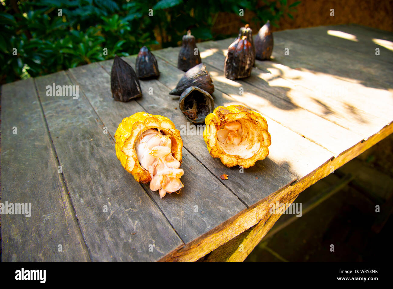 Cocoa bean bali hi-res stock photography and images - Alamy