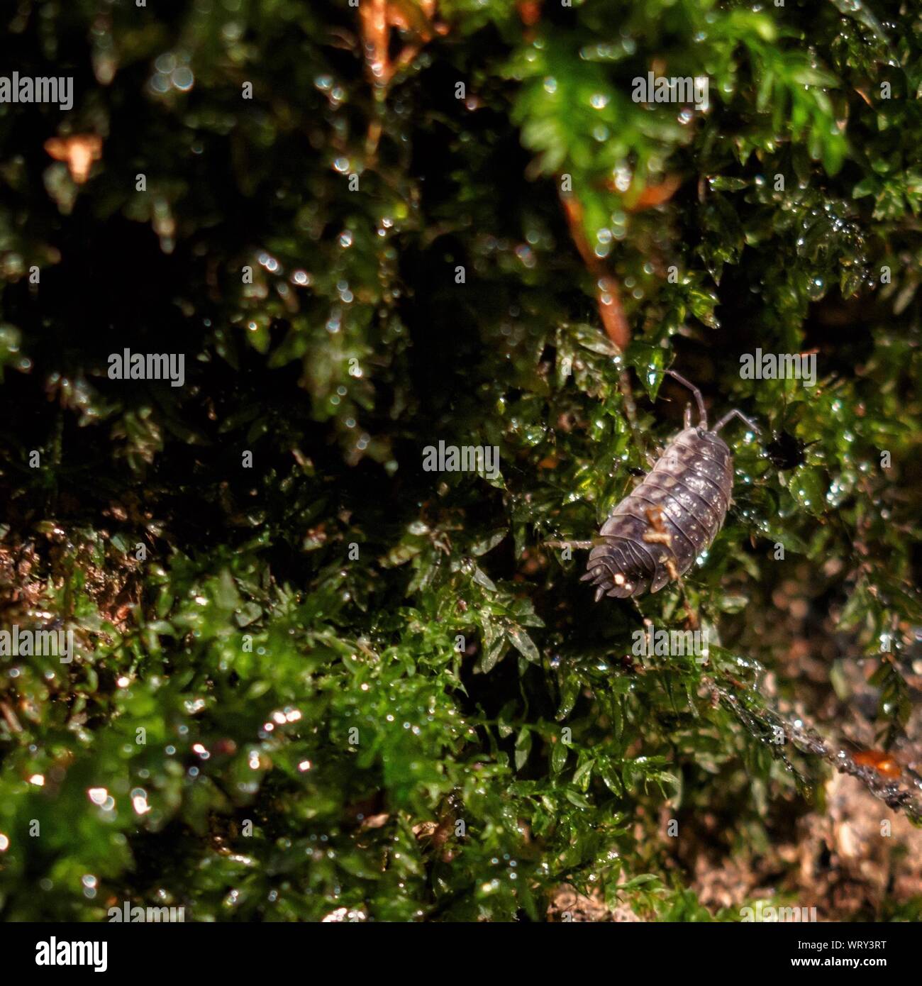 Walking insect hi-res stock photography and images - Alamy
