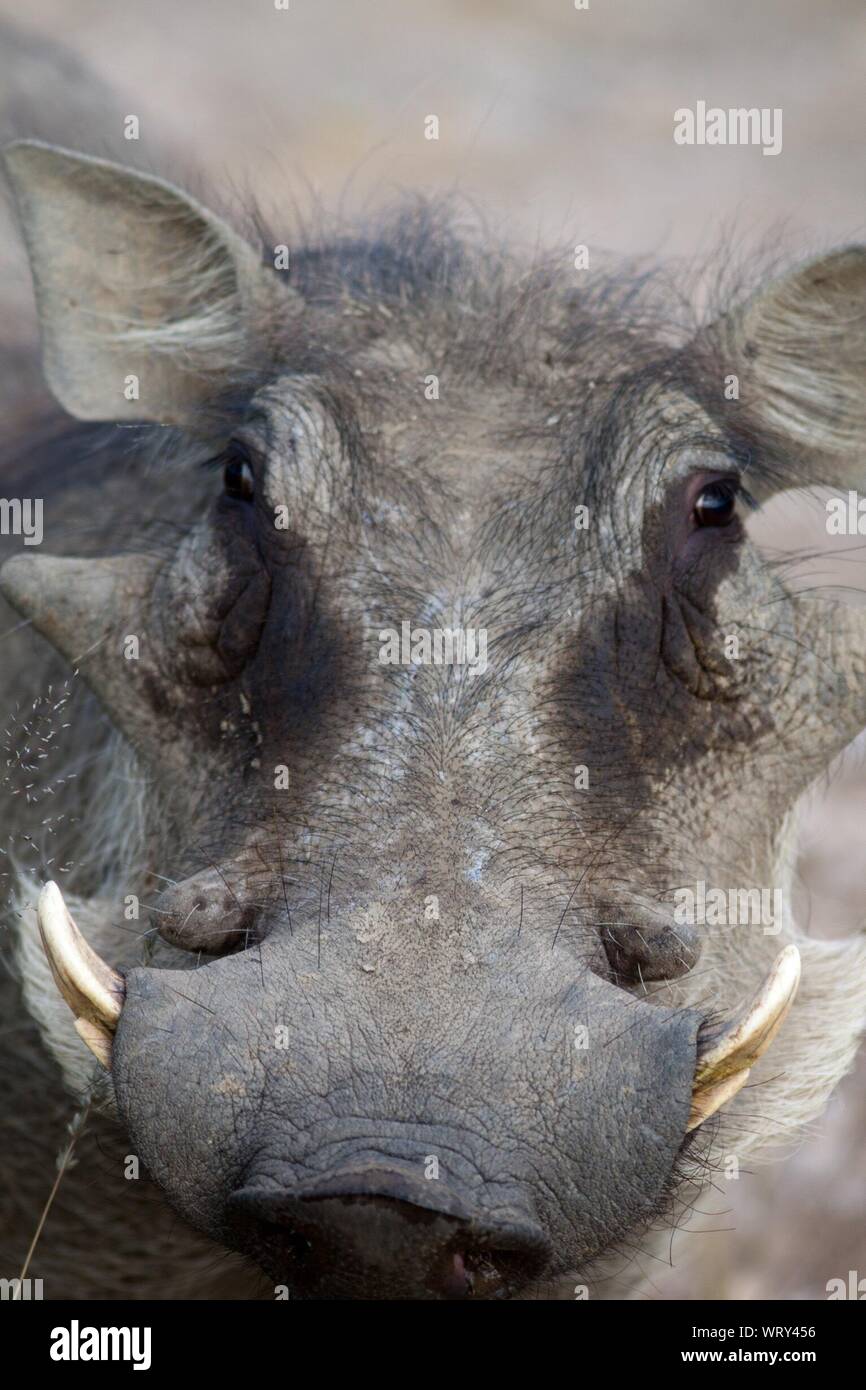 Warthog close up hi-res stock photography and images - Alamy