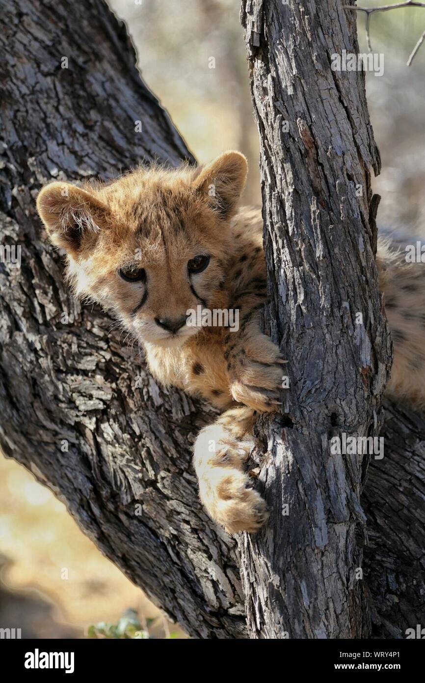 Cheetah cub in tree hi-res stock photography and images - Alamy