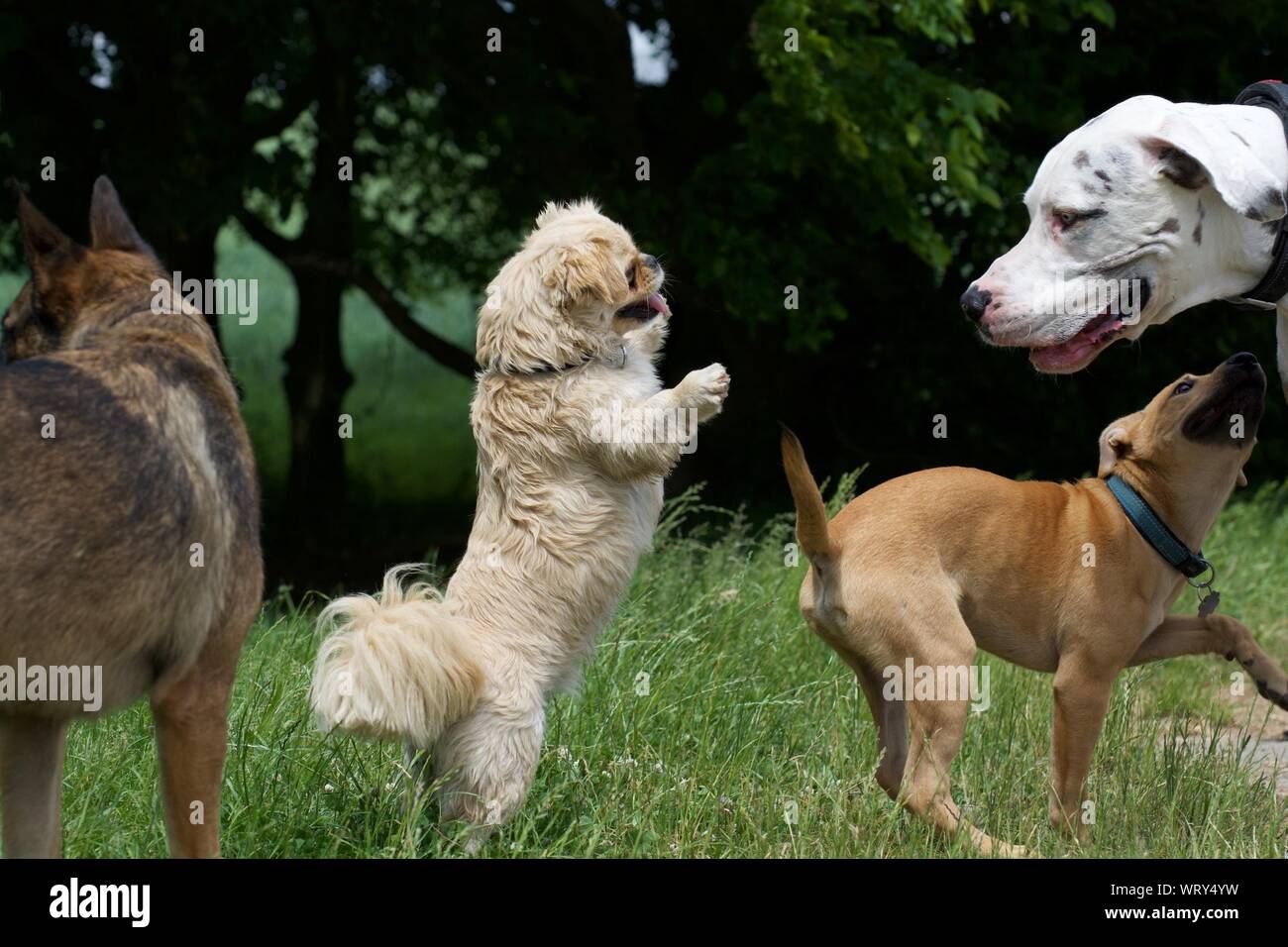 Four Dogs High Resolution Stock Photography and Images - Alamy