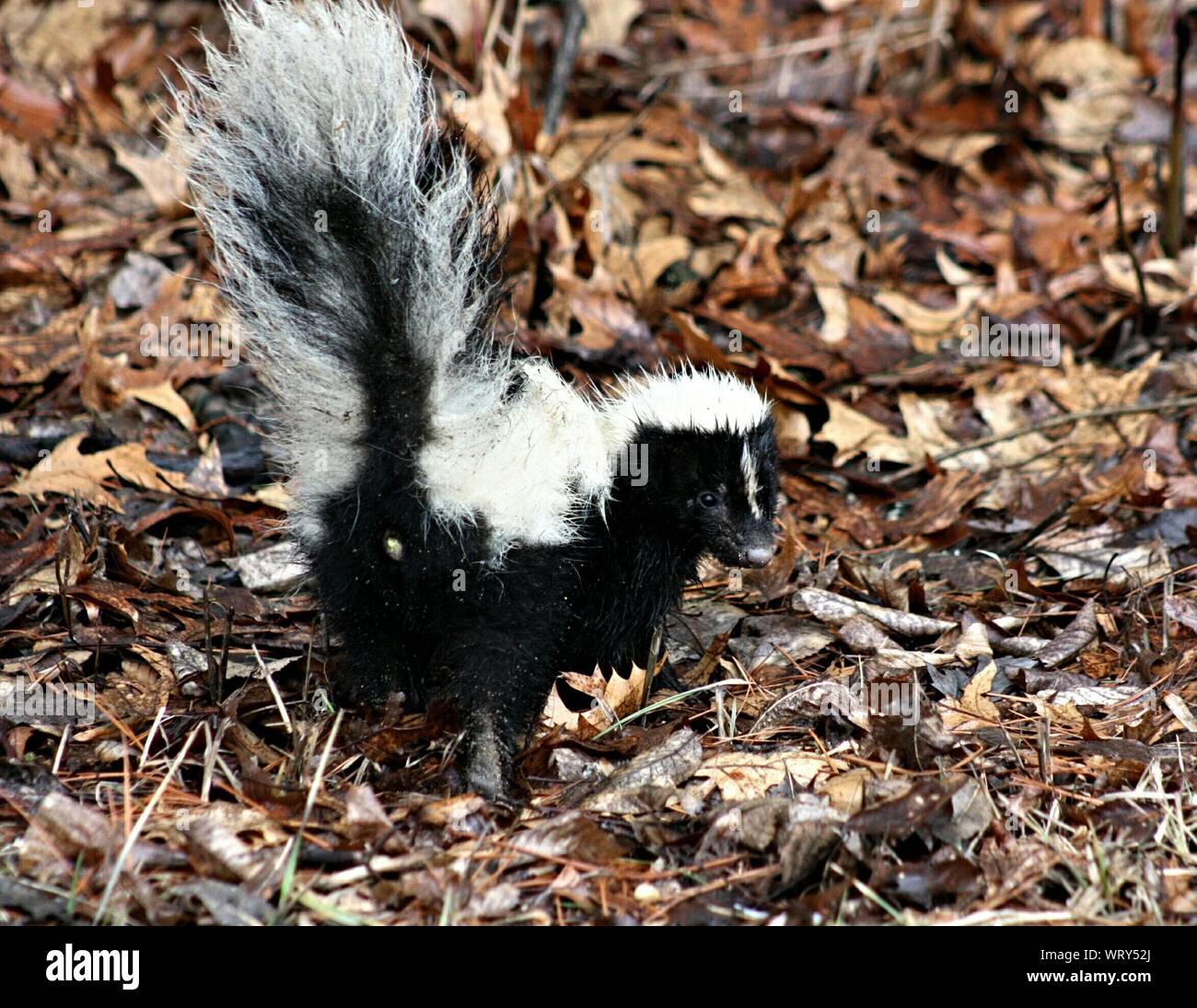 Skunk animal tail hi-res stock photography and images - Alamy