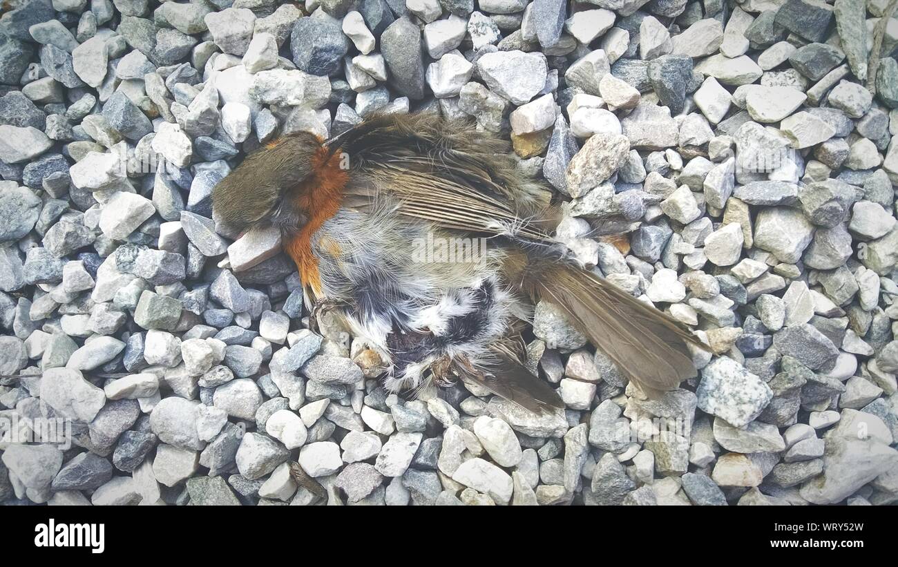 Dead bird lying hi-res stock photography and images - Alamy