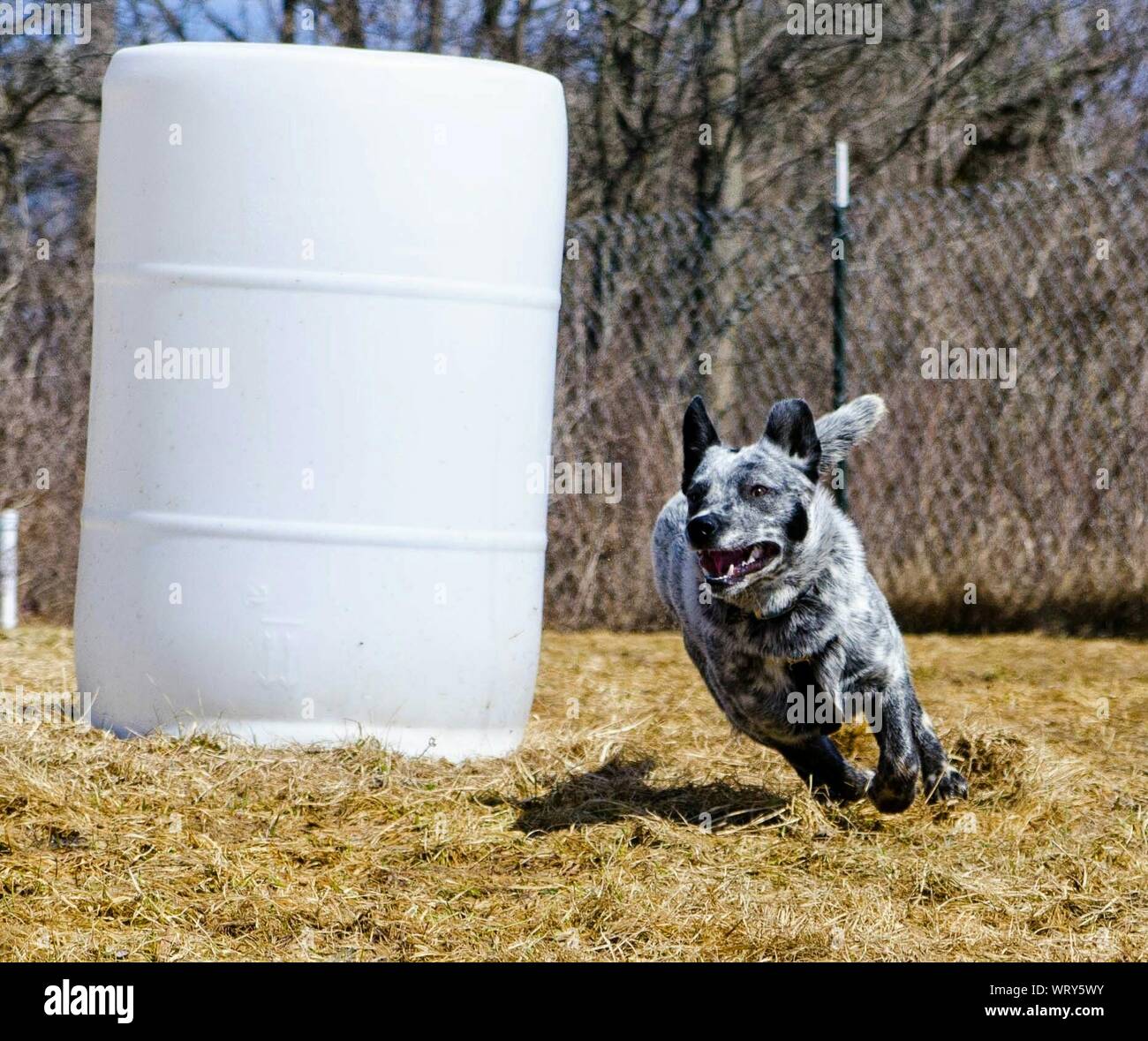 Barrel running hi-res stock photography and images - Alamy