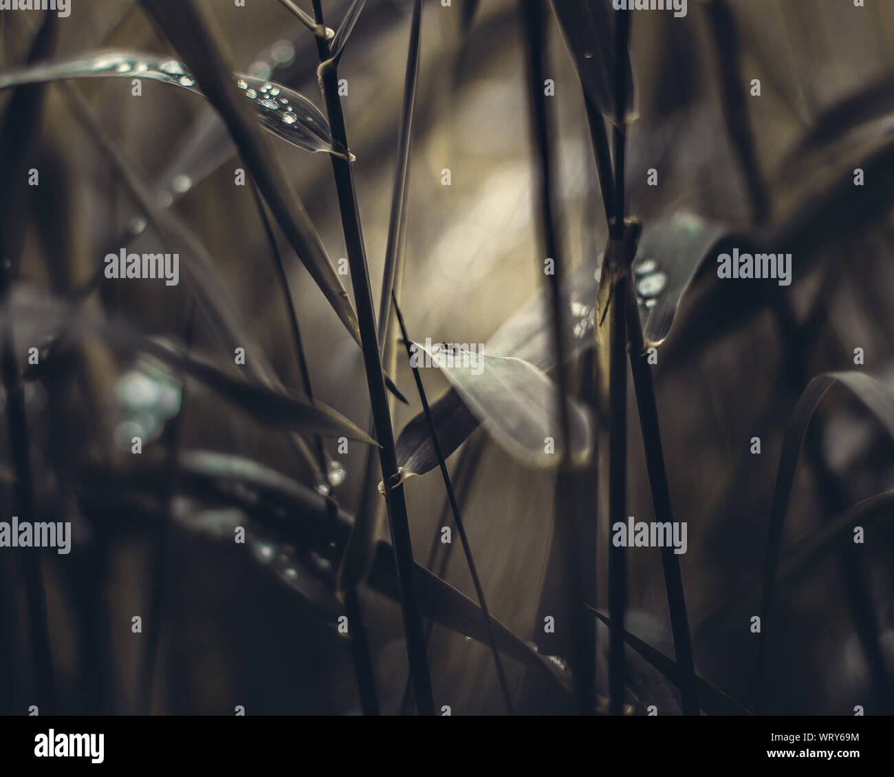 Ant in the rain hi-res stock photography and images - Alamy