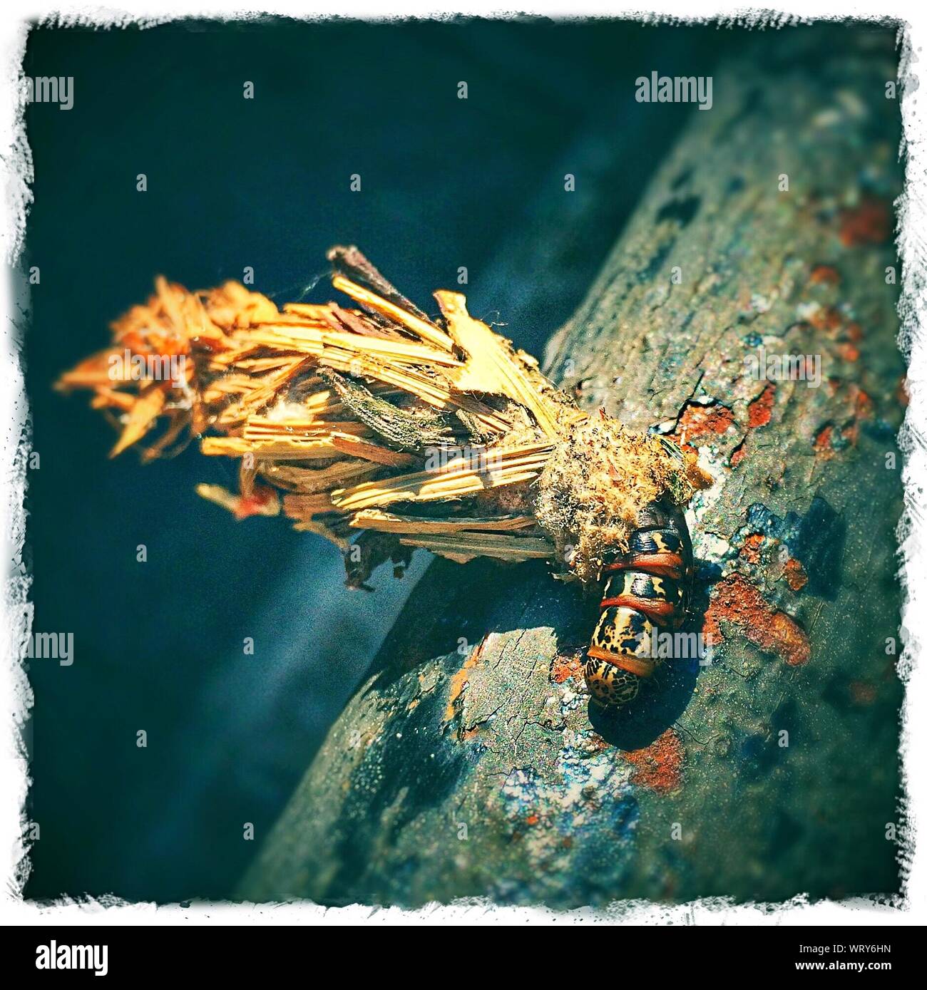 Caterpillar in its cocoon Cut Out Stock Images & Pictures - Alamy