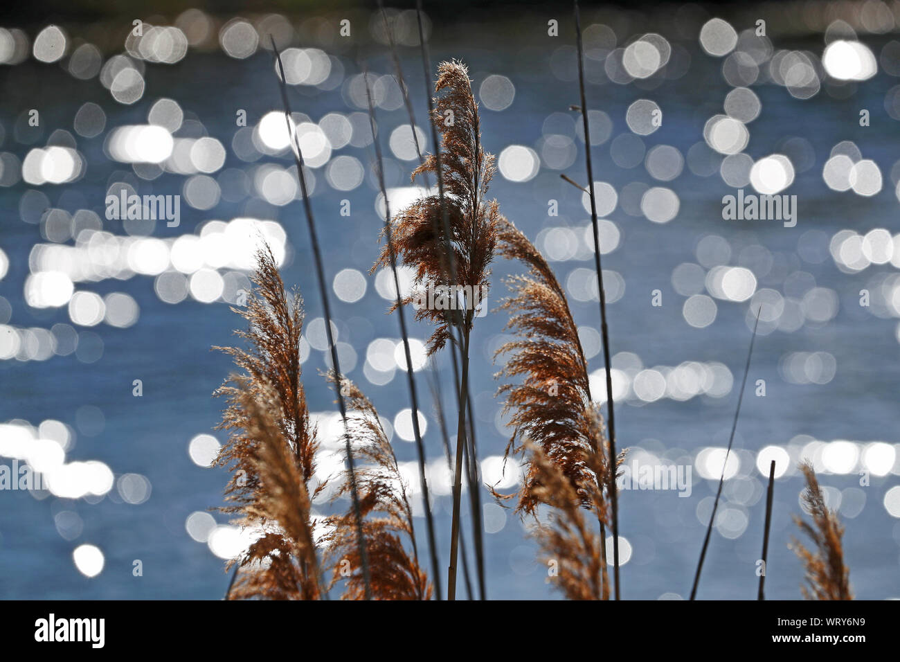 Ravenna grass hi-res stock photography and images - Alamy