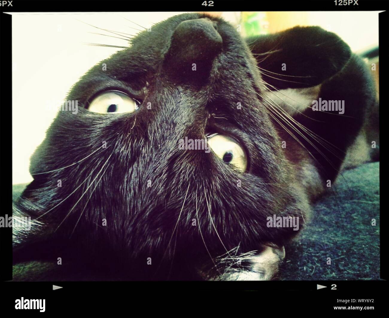 Domestic Cat Lying On Back High Resolution Stock Photography and Images ...