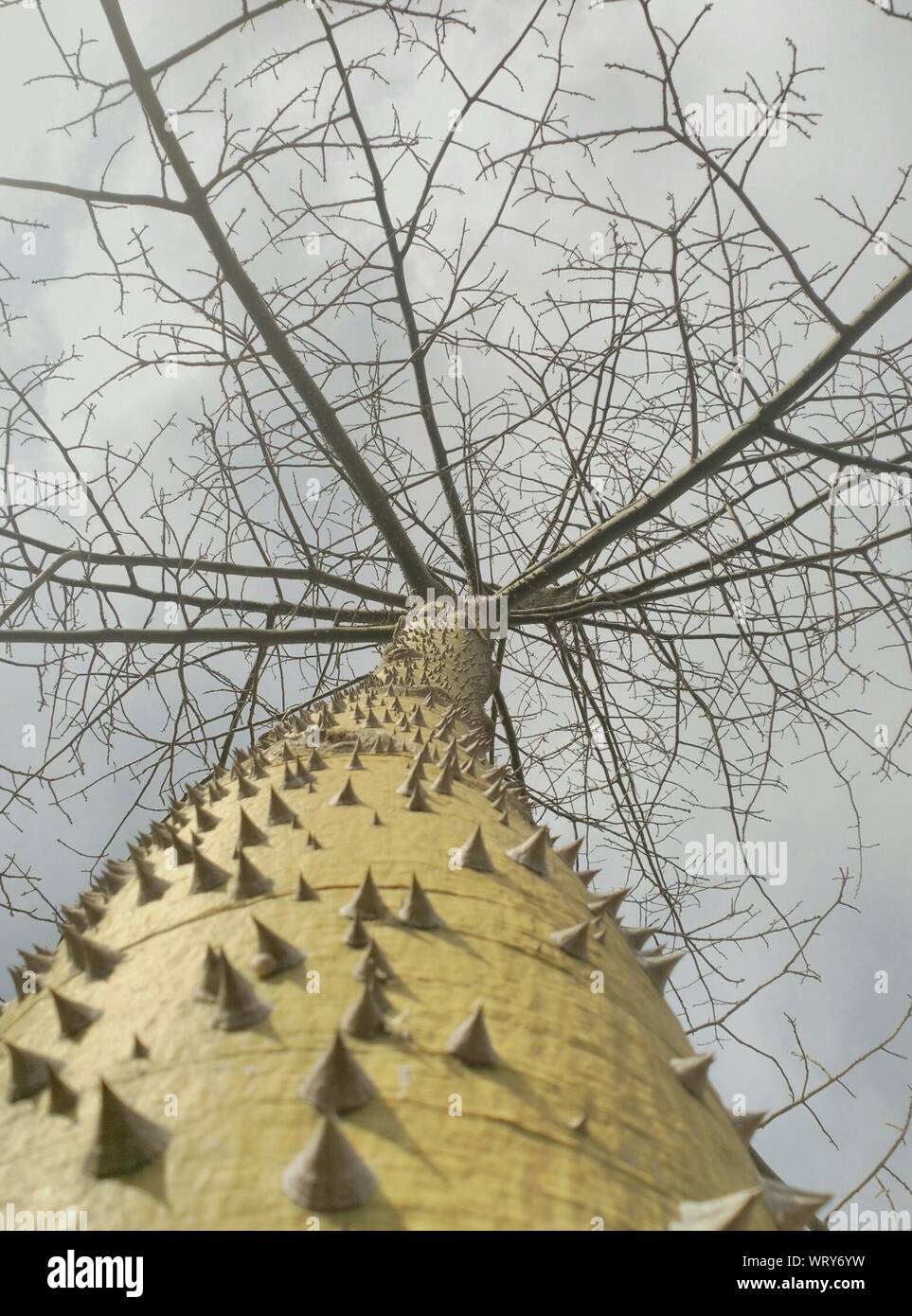 Thorny Tree Trunk High Resolution Stock Photography and Images - Alamy