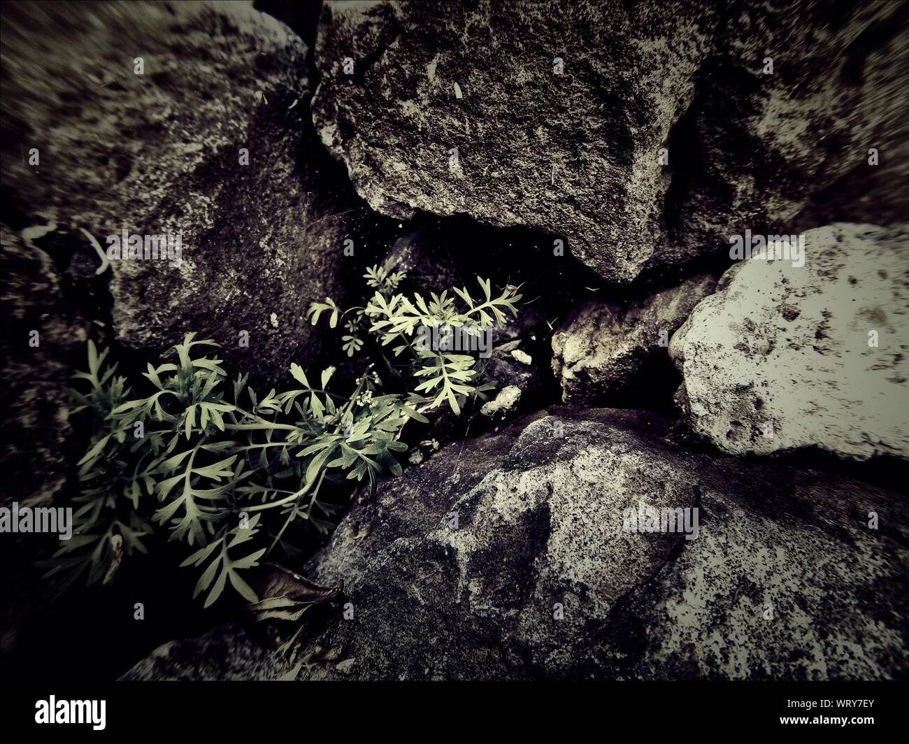 Growing in rocks hi-res stock photography and images - Alamy