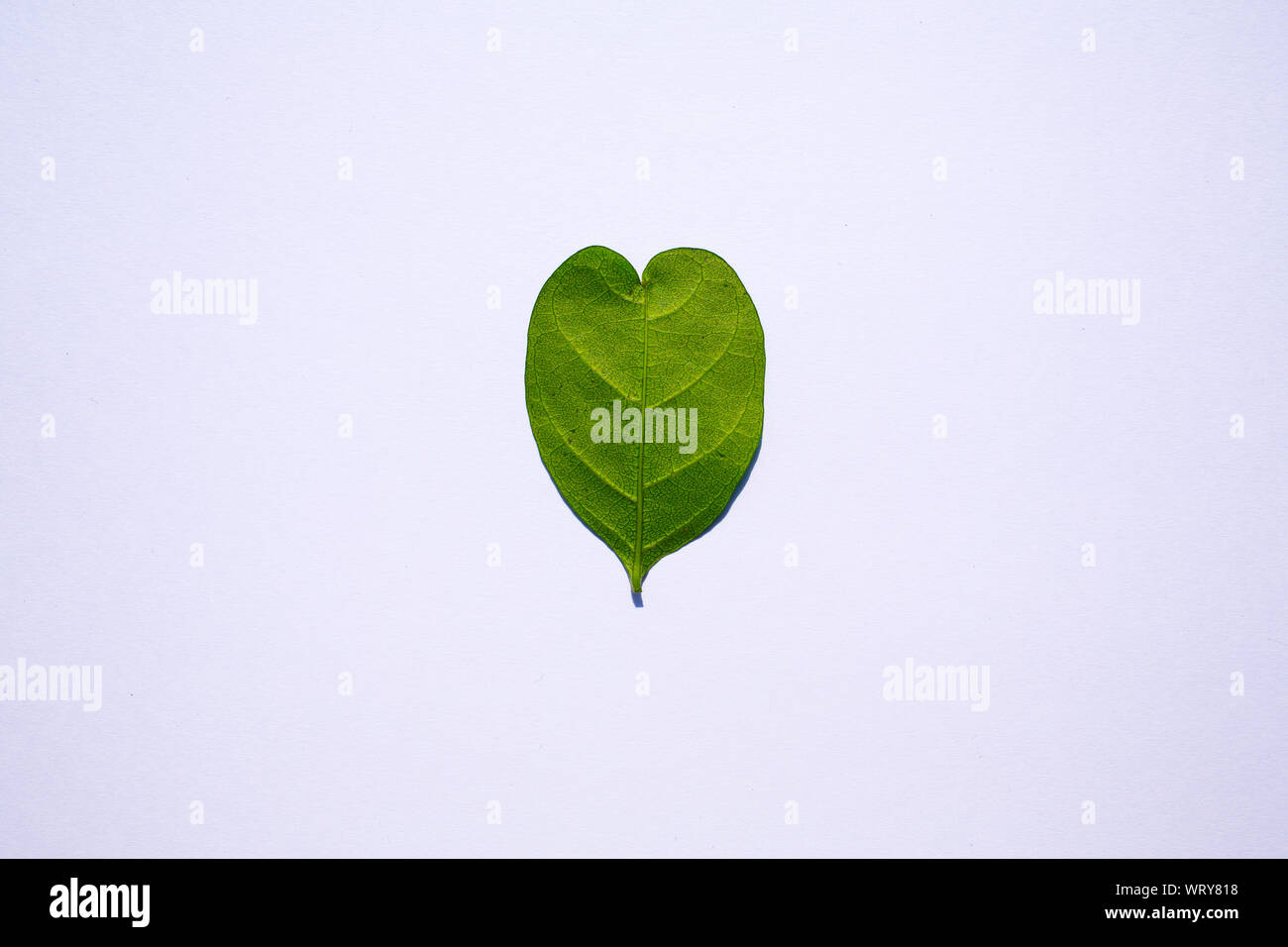 Heart leaf shape isolated on white background Stock Photo - Alamy