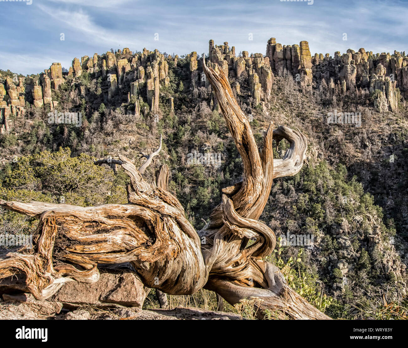 Tree formation hi-res stock photography and images - Alamy