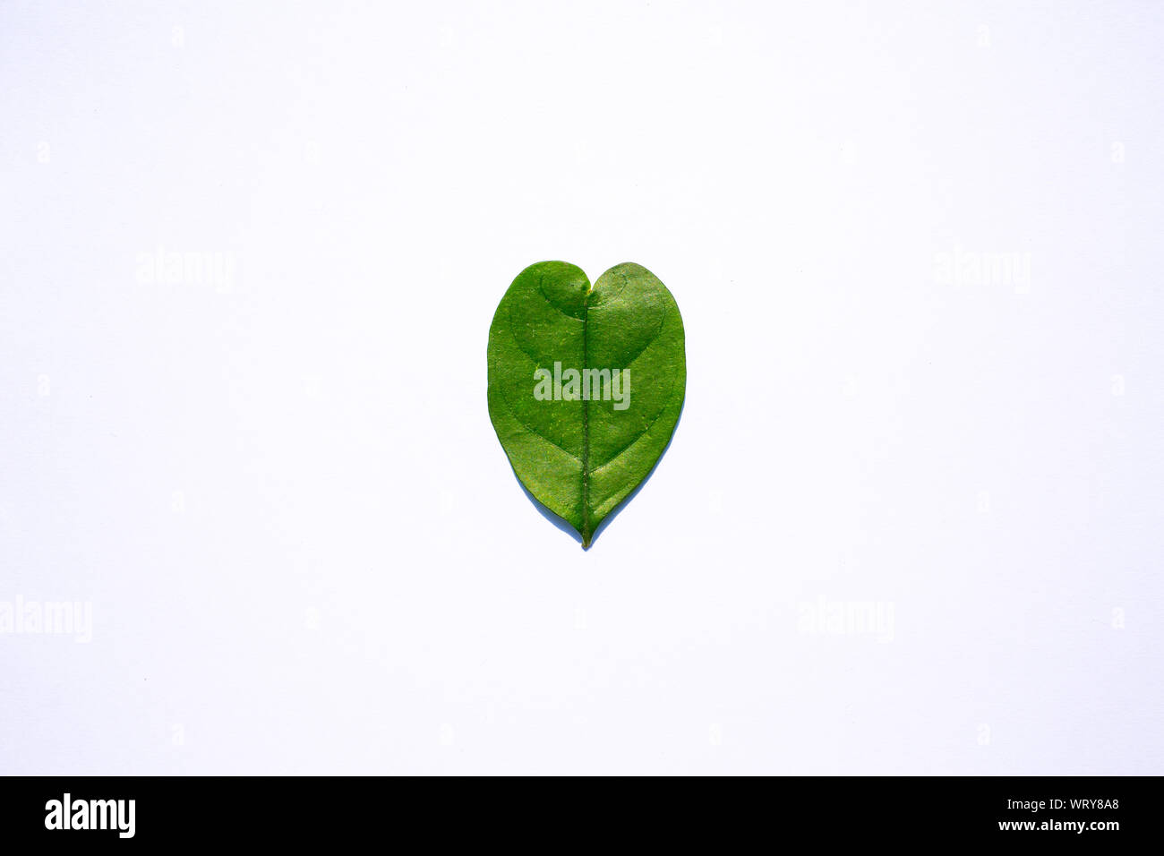 Heart leaf shape isolated on white background Stock Photo - Alamy