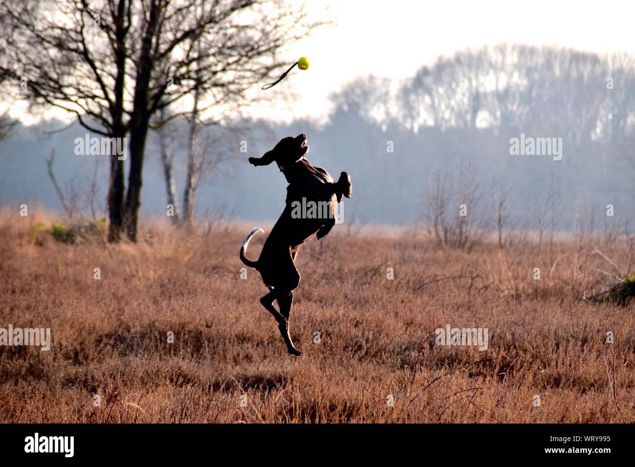 Silhouette dog jumping hi-res stock photography and images - Alamy