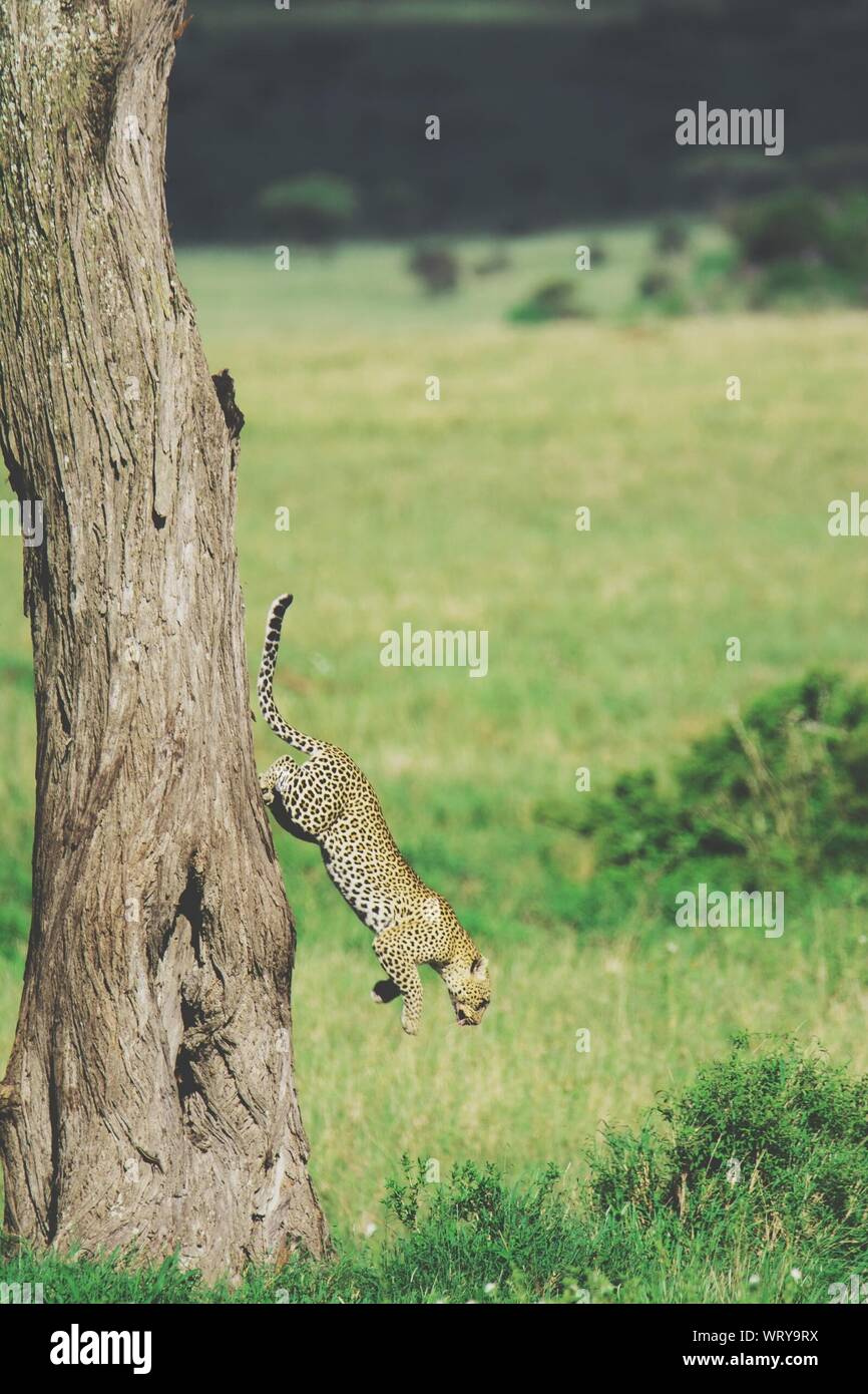 Leopard jumping tree hi-res stock photography and images - Alamy