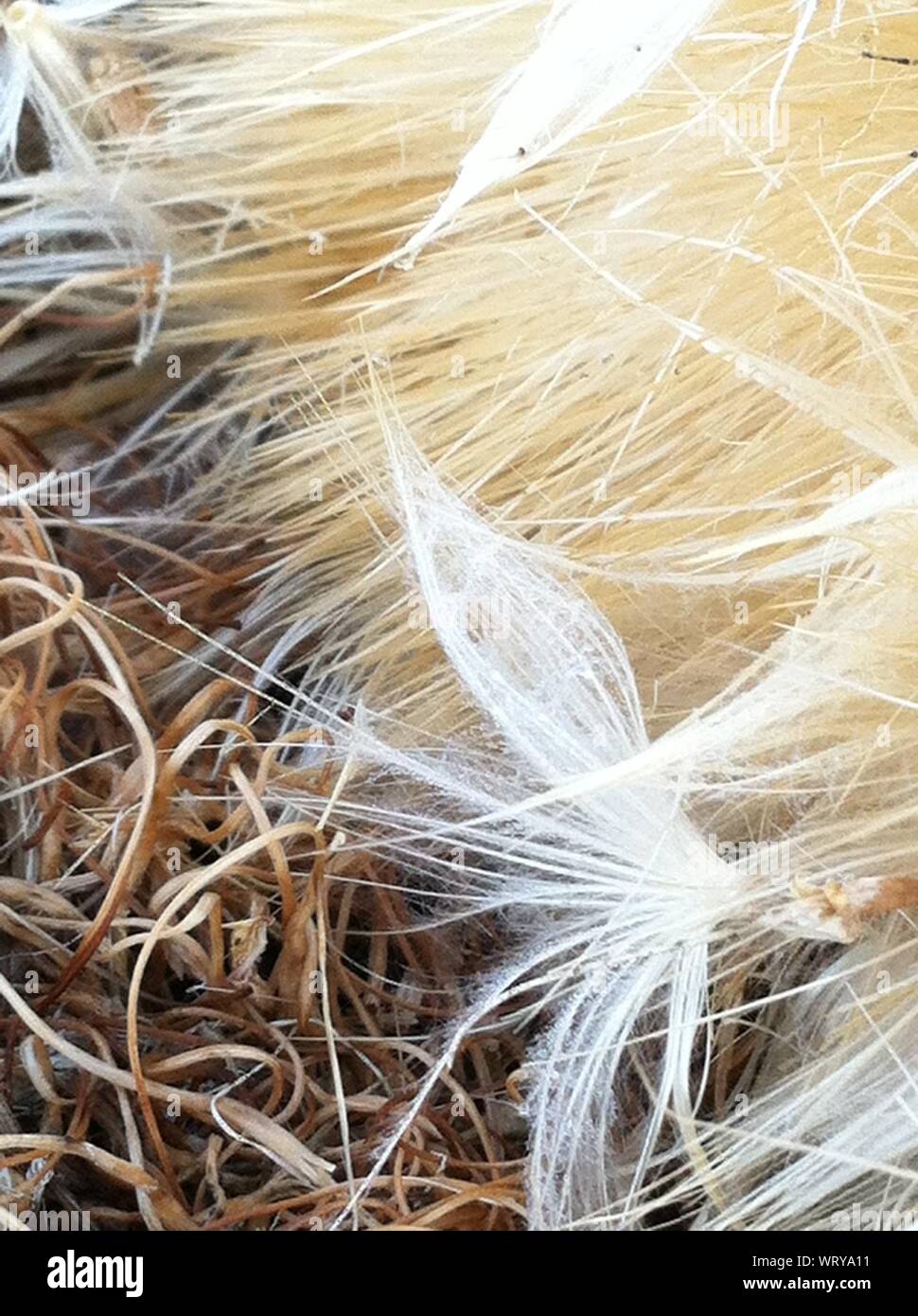 Close up seed hi-res stock photography and images - Alamy