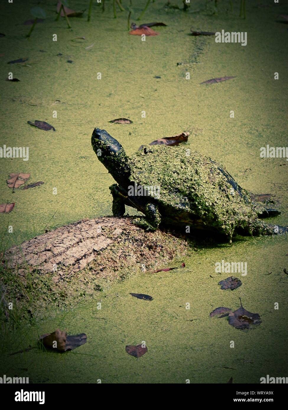 Swamp Turtle High Resolution Stock Photography and Images - Alamy