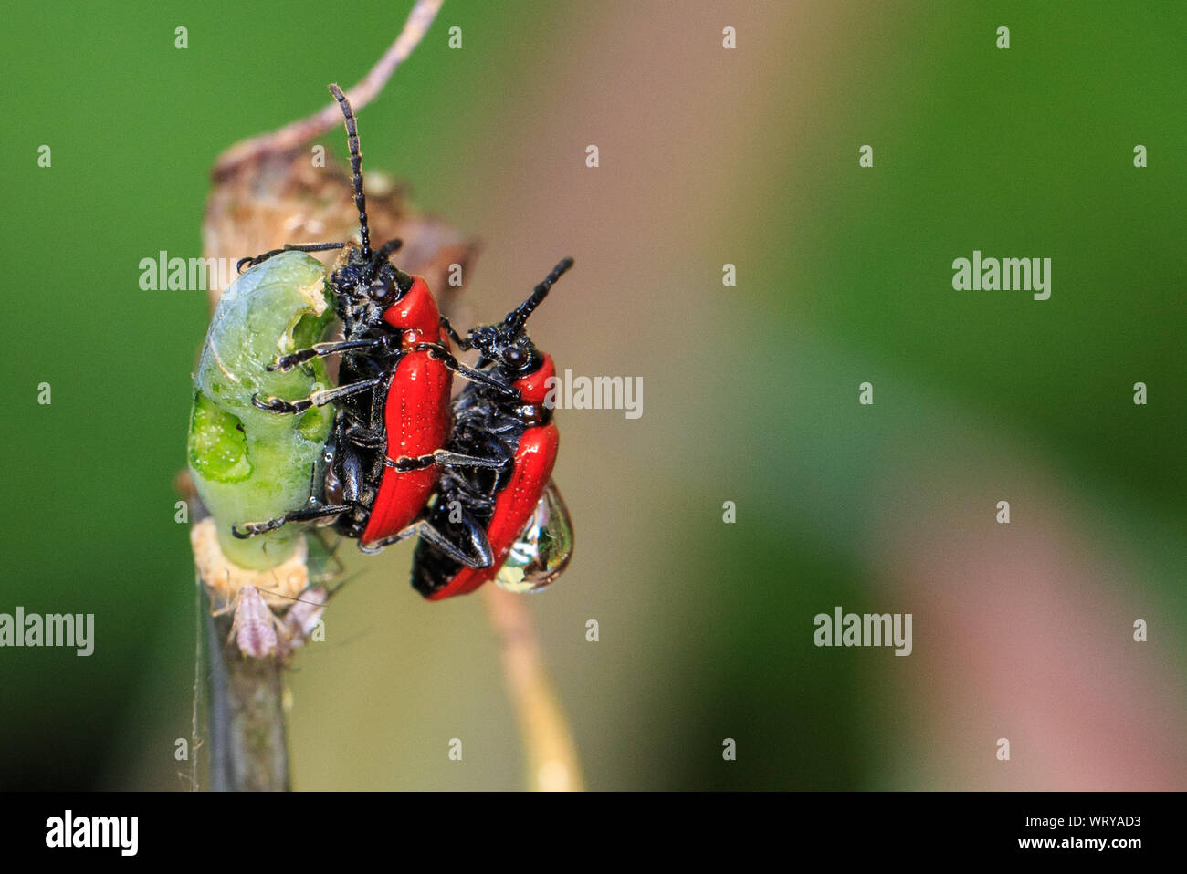Droplet behavior hi-res stock photography and images - Alamy