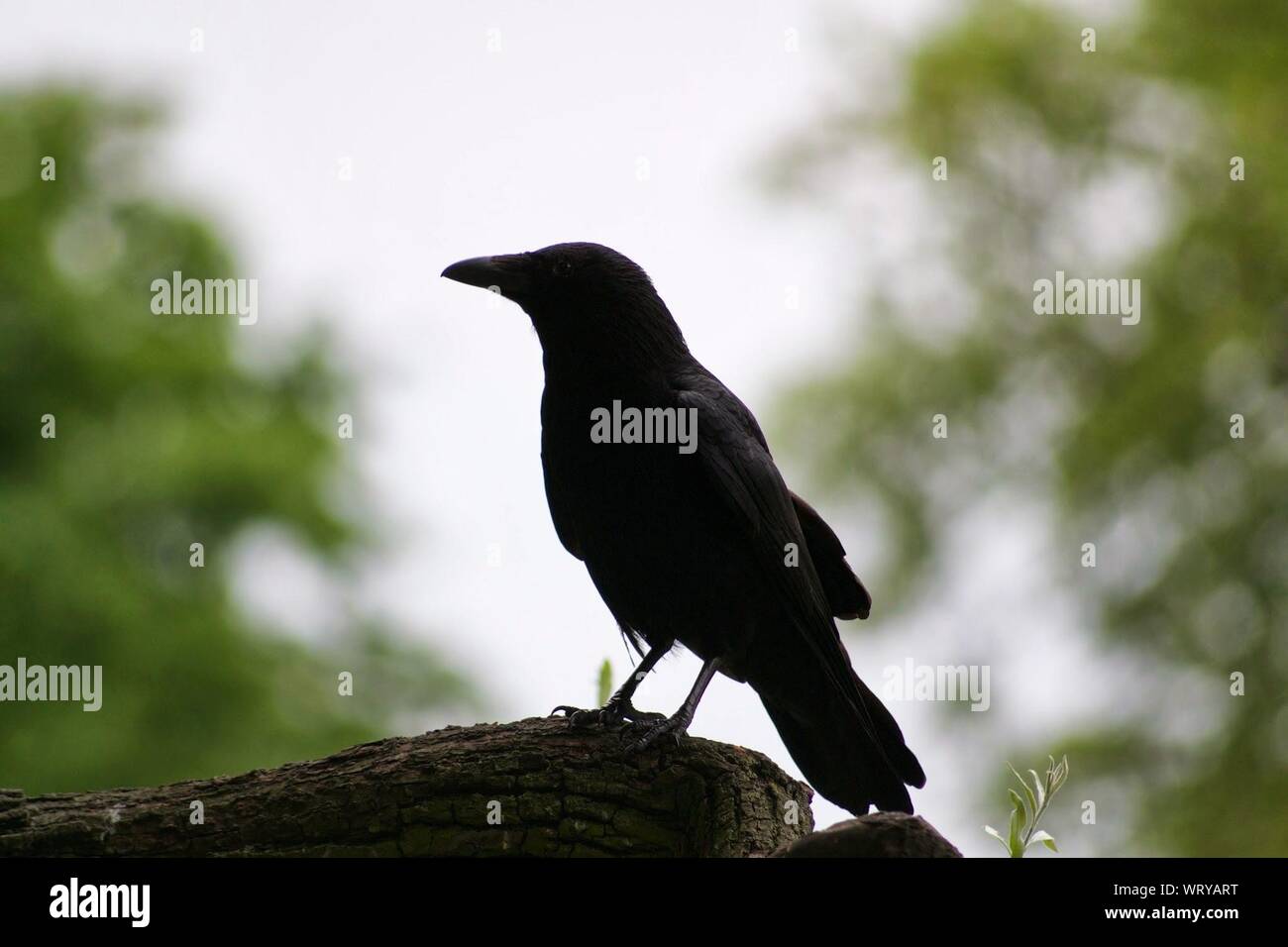 Raven foreground hi-res stock photography and images - Alamy