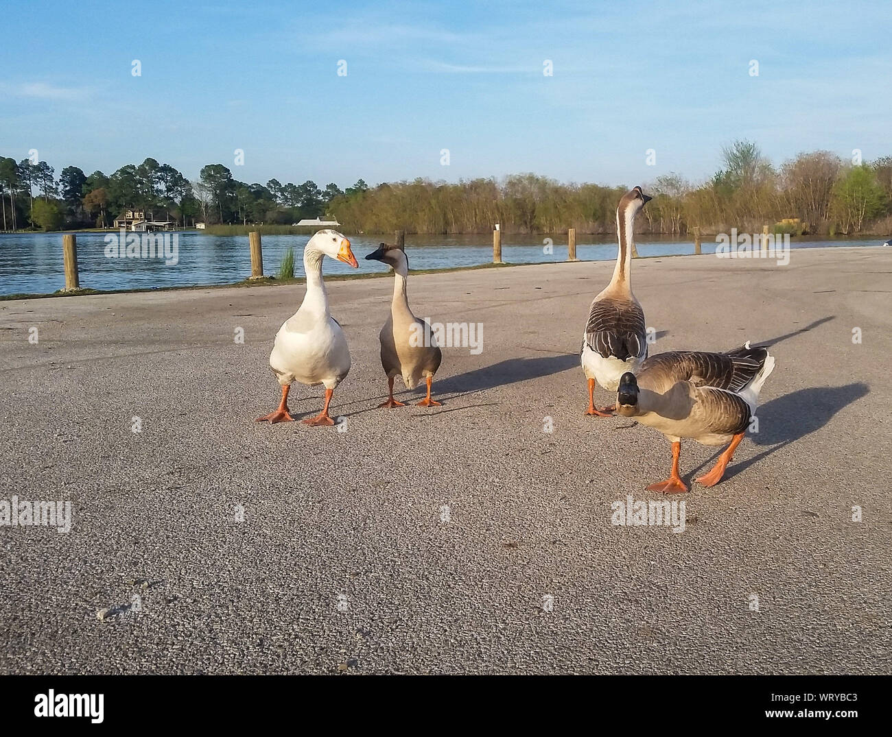 Tyler bird hi-res stock photography and images - Alamy