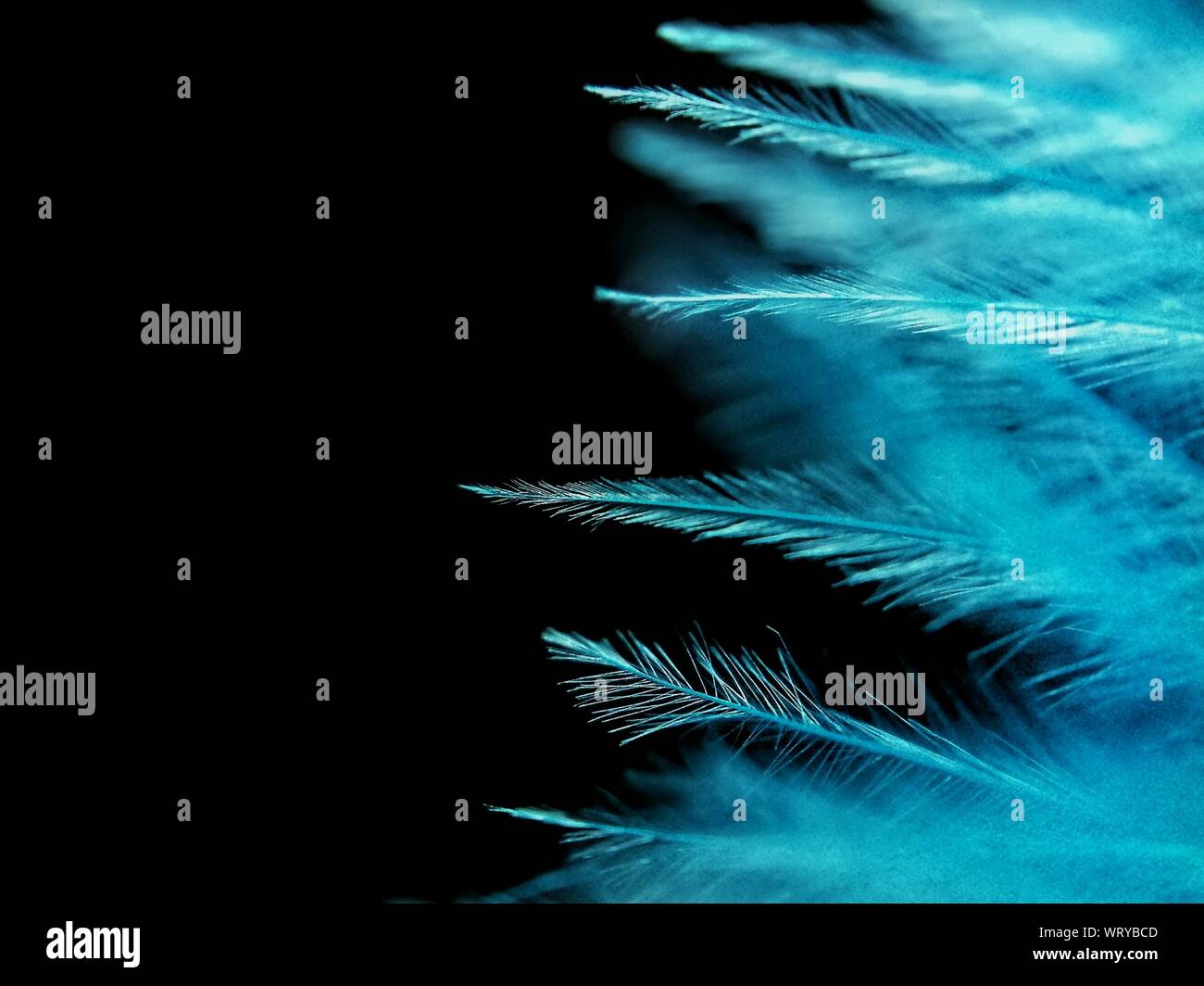 Blue feathers hi-res stock photography and images - Alamy