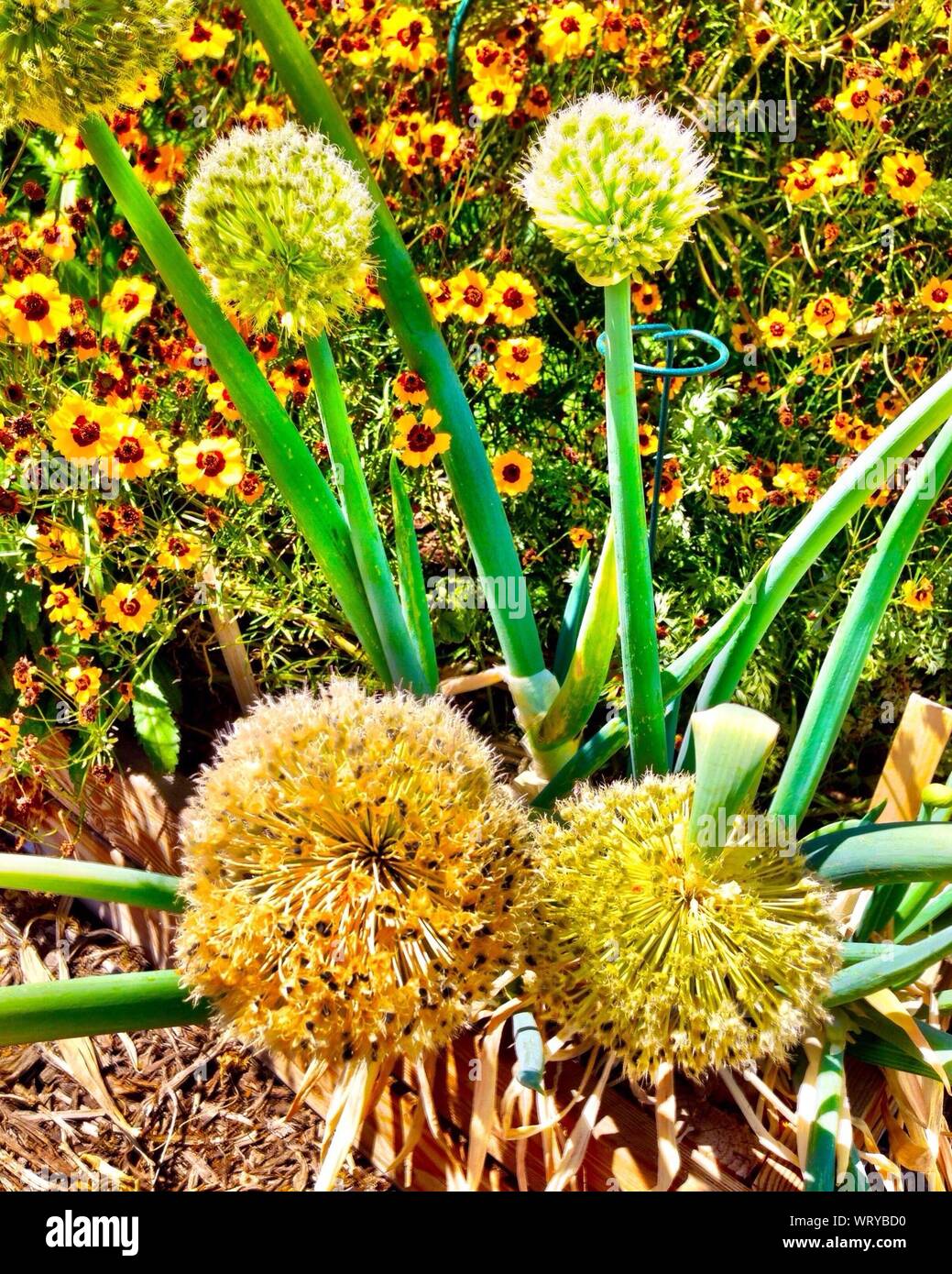 Onion flowers hi-res stock photography and images - Alamy