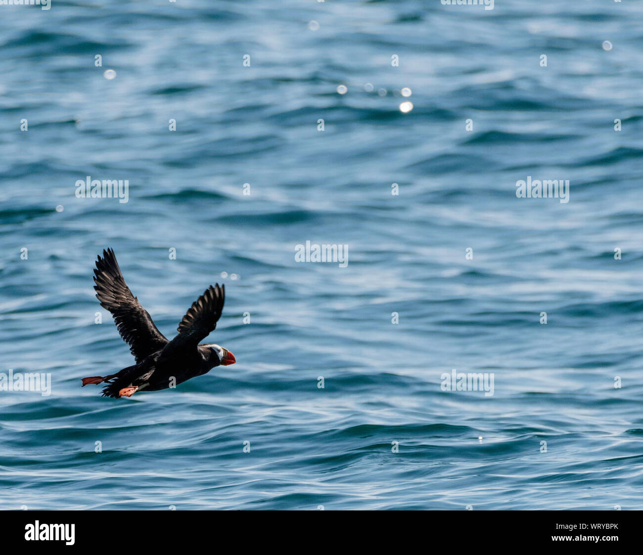 Puffin flying over sea hi-res stock photography and images - Alamy