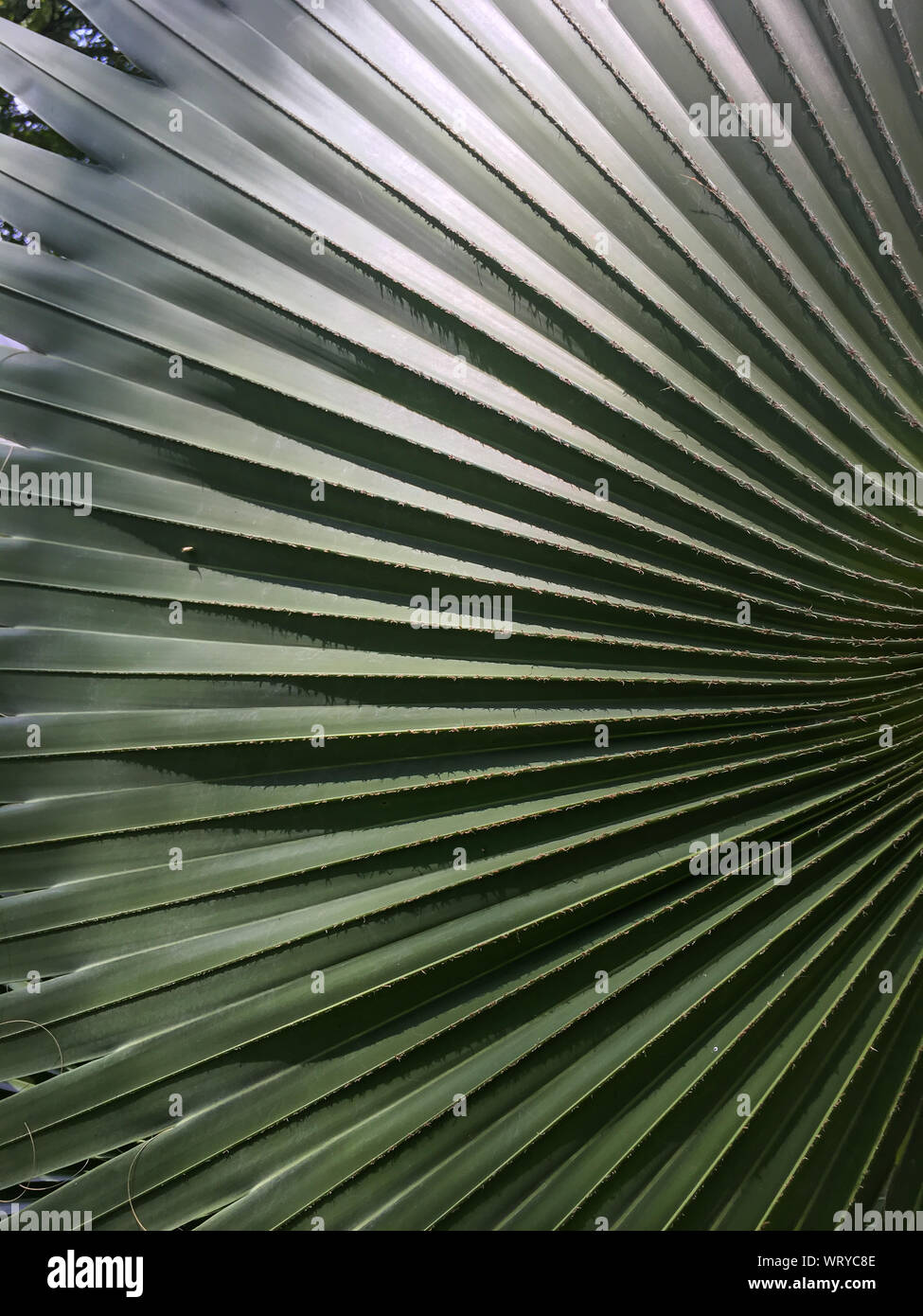 Palm leaves, Pattern background, Light and Shadow Stock Photo - Alamy