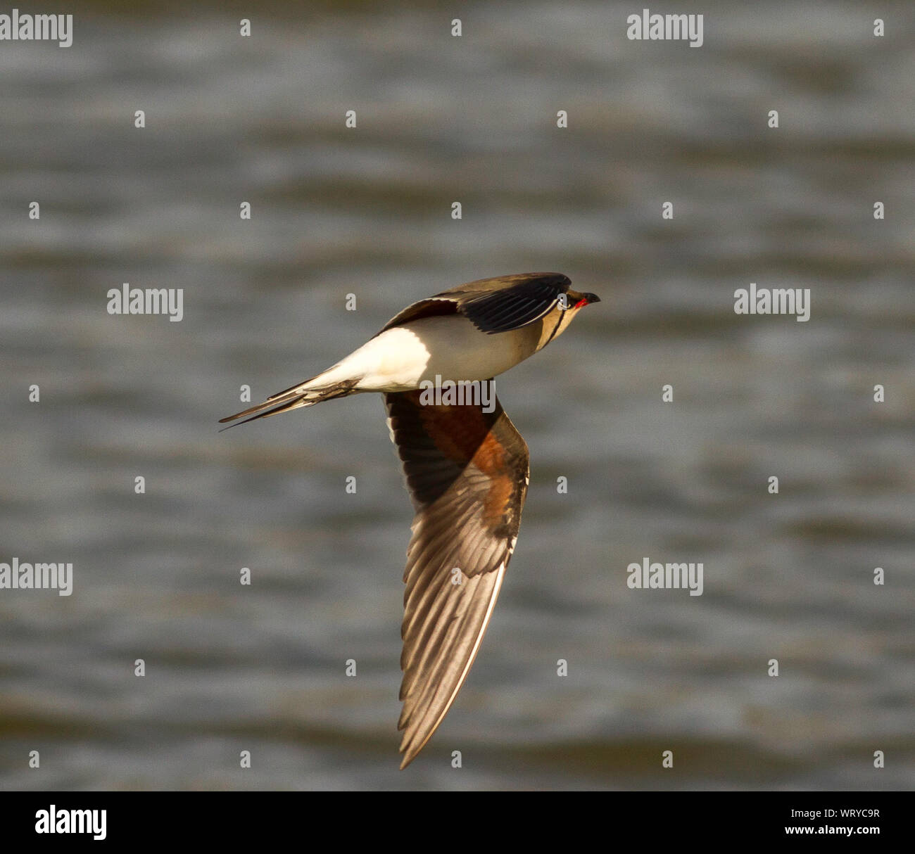 Collared Pratincole High Resolution Stock Photography and Images - Alamy