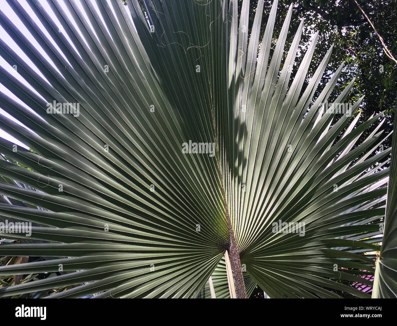 Palm leaves, Pattern background, Light and Shadow Stock Photo - Alamy