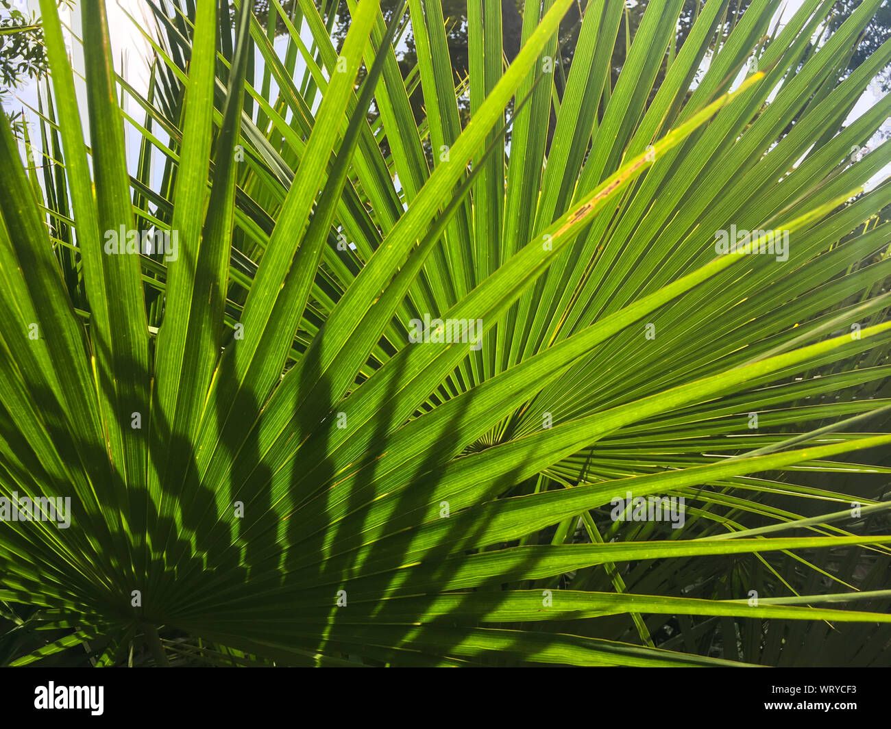 Palm leaves, Pattern background, Light and Shadow Stock Photo - Alamy