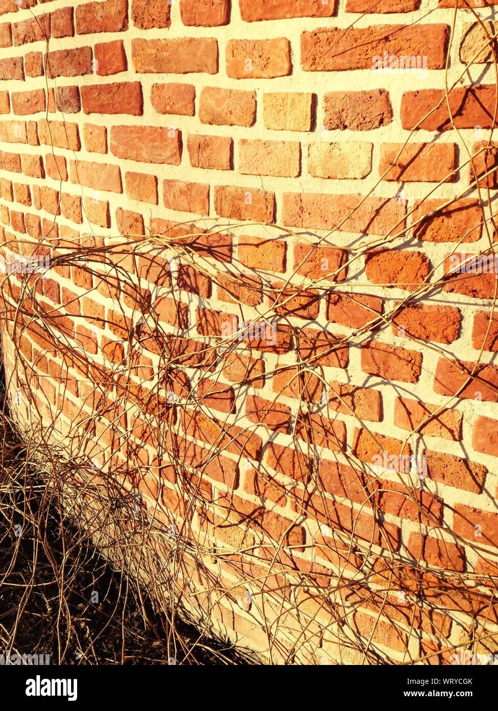 Wall and bush hi-res stock photography and images - Alamy