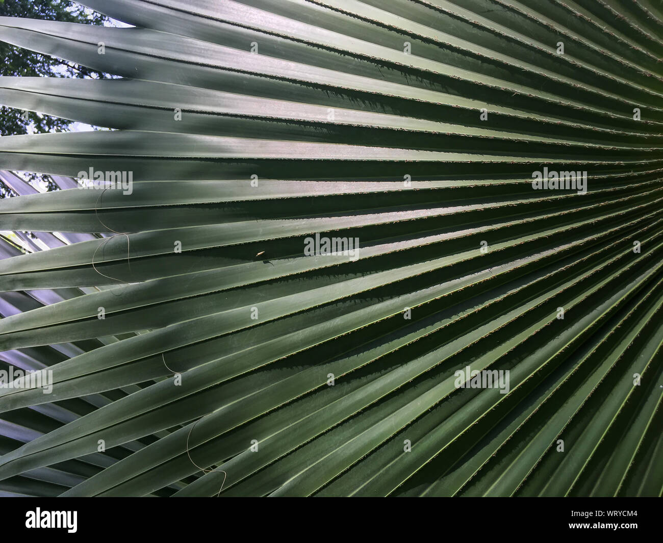 Palm leaves, Pattern background, Light and Shadow Stock Photo - Alamy