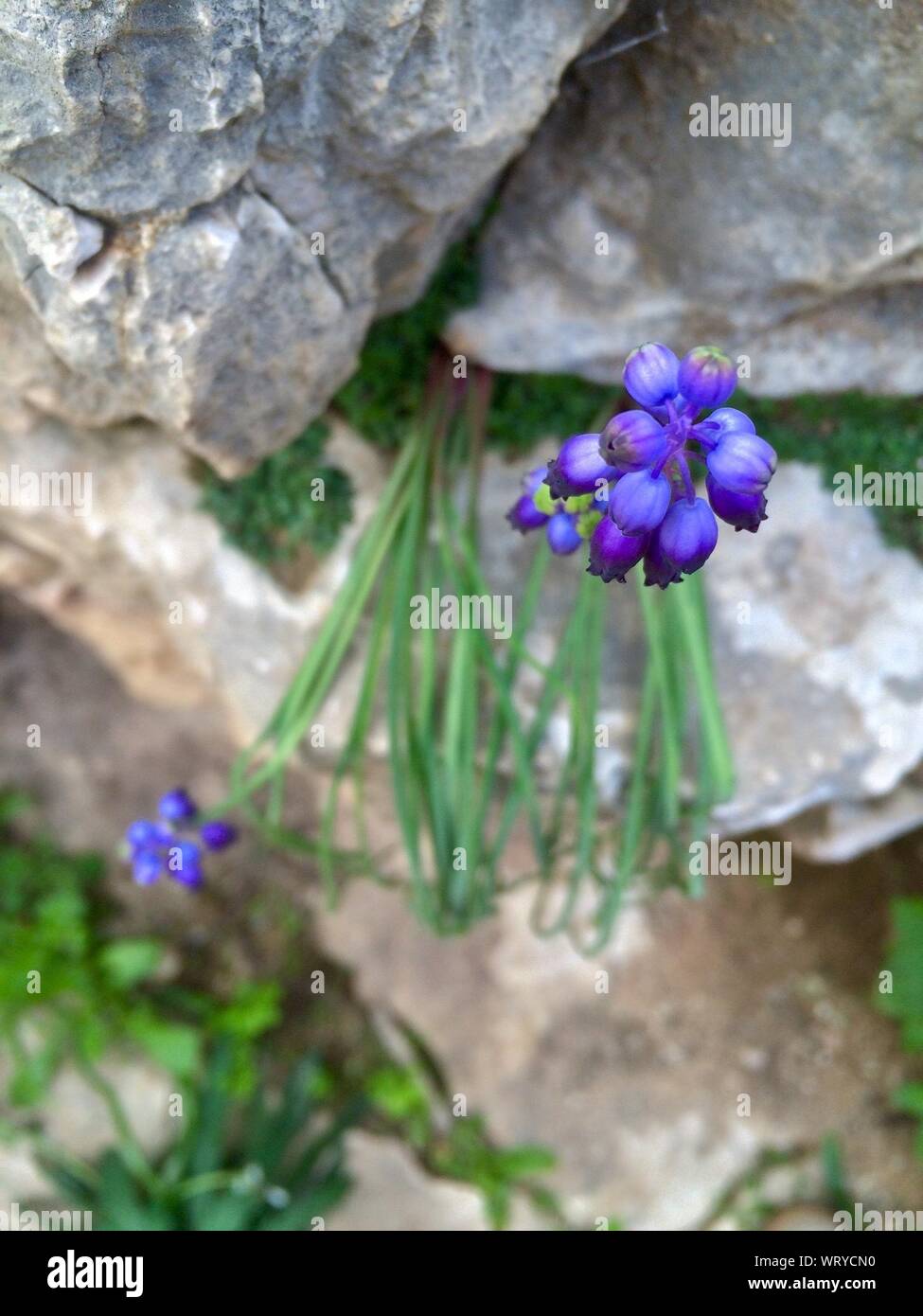 Flowers Growing On Rocks Stock Photos & Flowers Growing On Rocks Stock ...