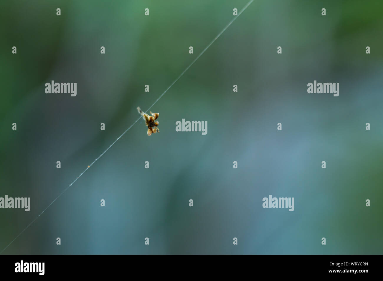 Dead Insect hanging spider web in blurred garden Stock Photo - Alamy