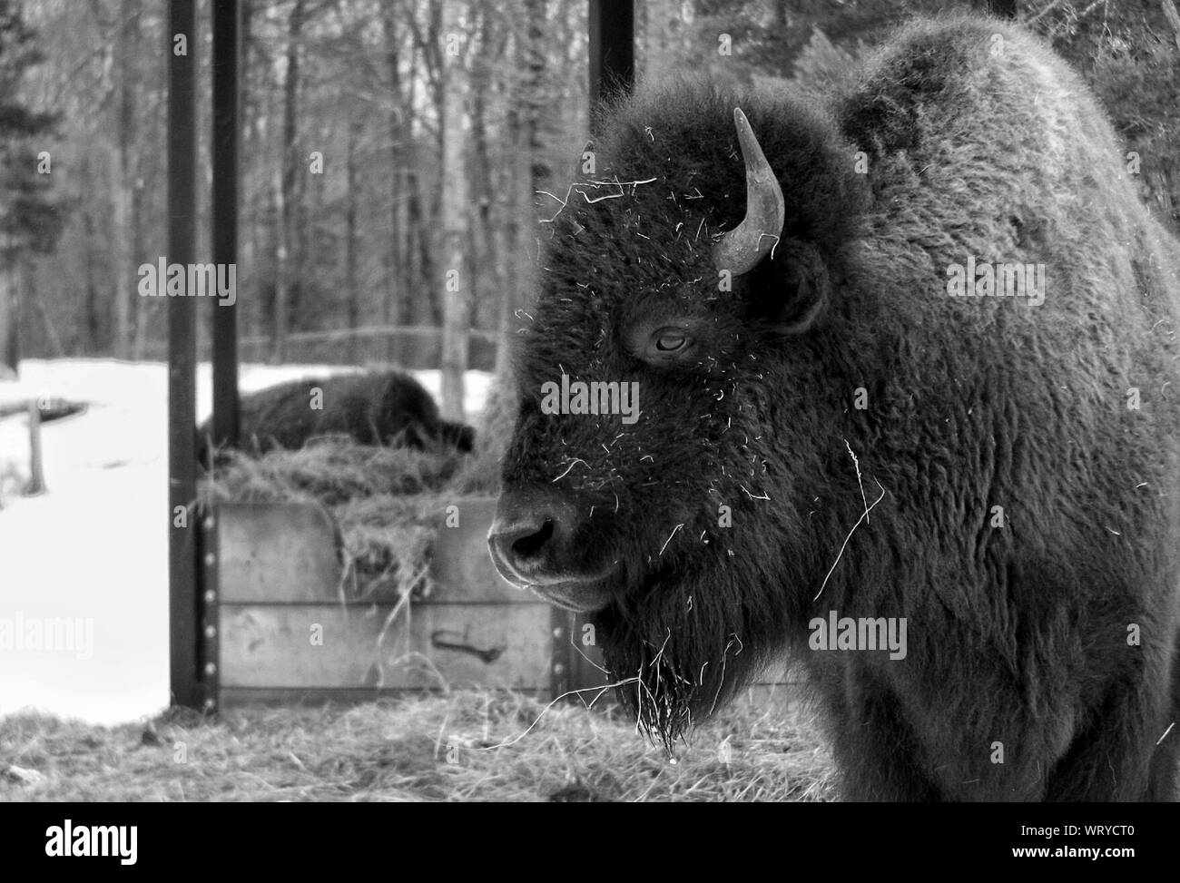 American bison bison bison Black and White Stock Photos & Images - Alamy