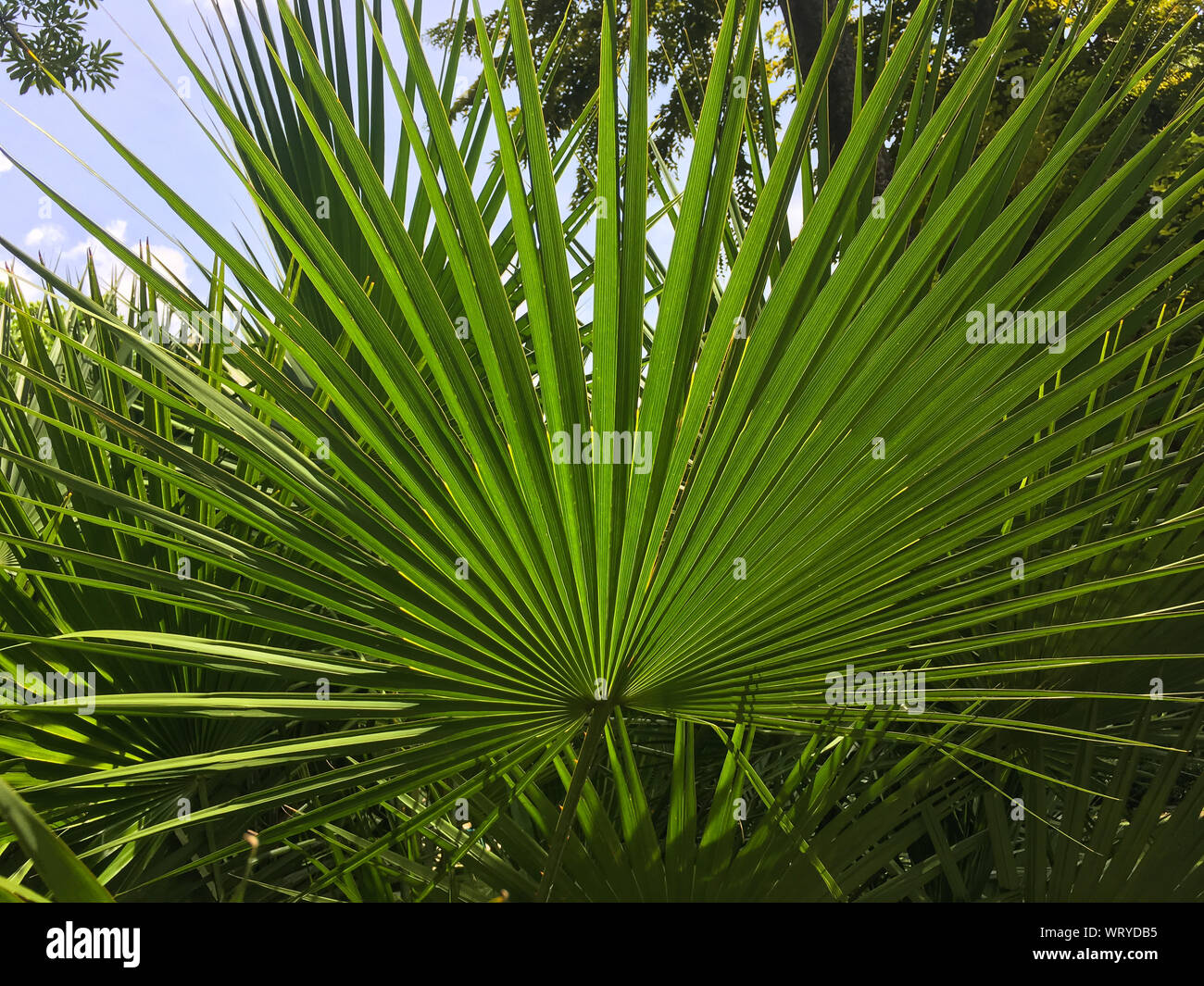 Palm leaves, Pattern background, Light and Shadow Stock Photo - Alamy