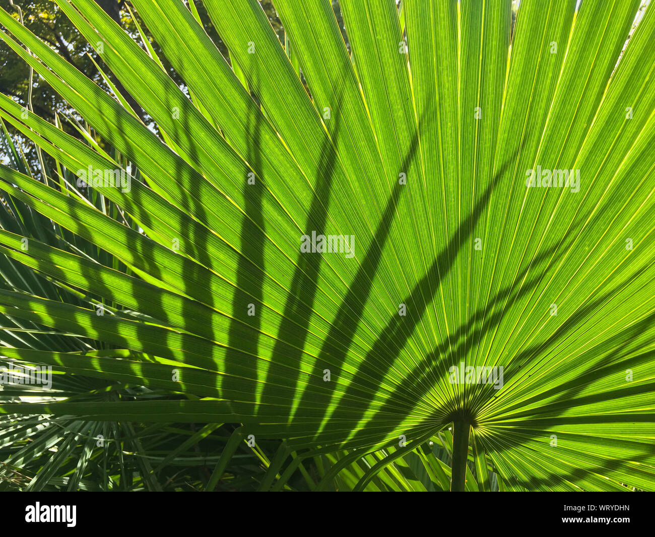 Palm leaves, Pattern background, Light and Shadow Stock Photo - Alamy
