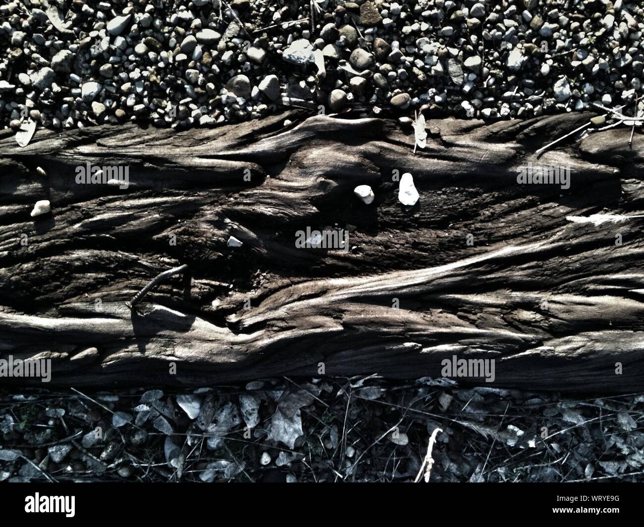 Tree at ground hi-res stock photography and images - Alamy