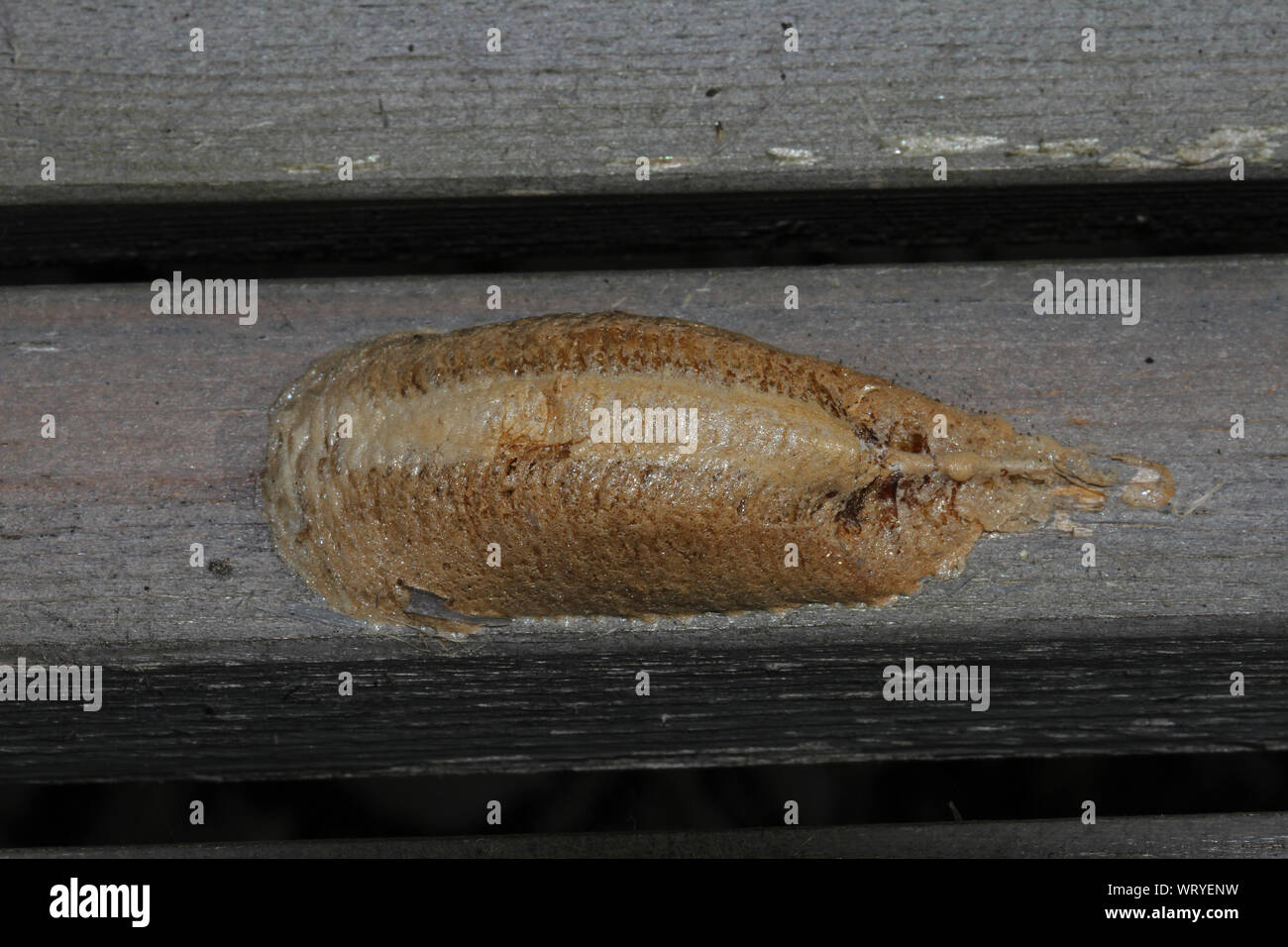 Praying mantis or mantid egg nest or ootheca plural oothecae very close ...